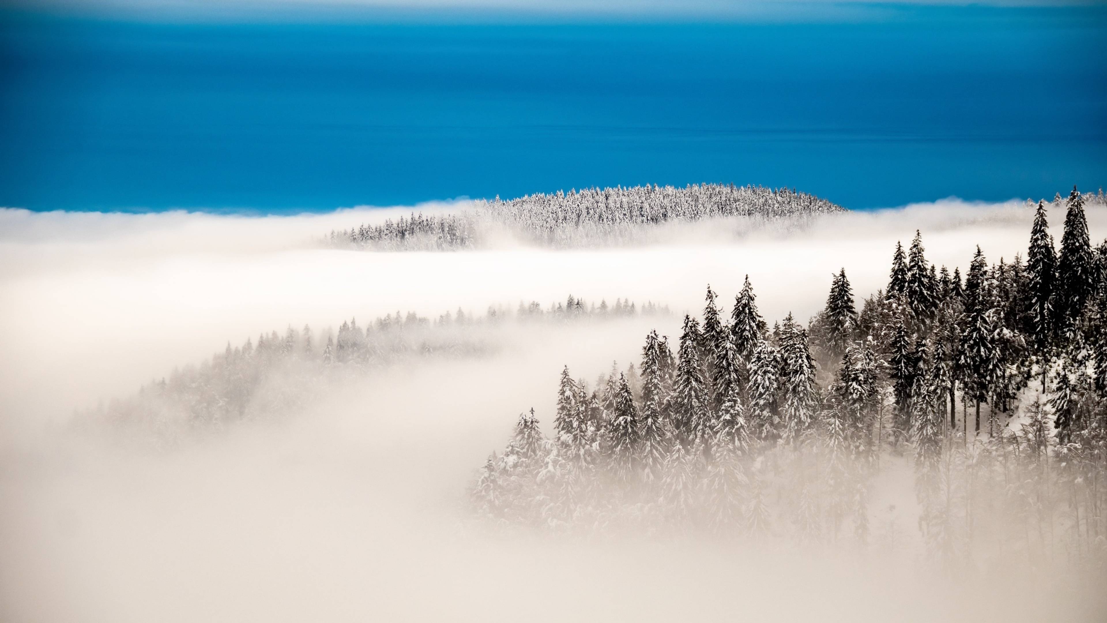 4K Conifer Forest Wallpapers - Top Free 4K Conifer Forest Backgrounds ...