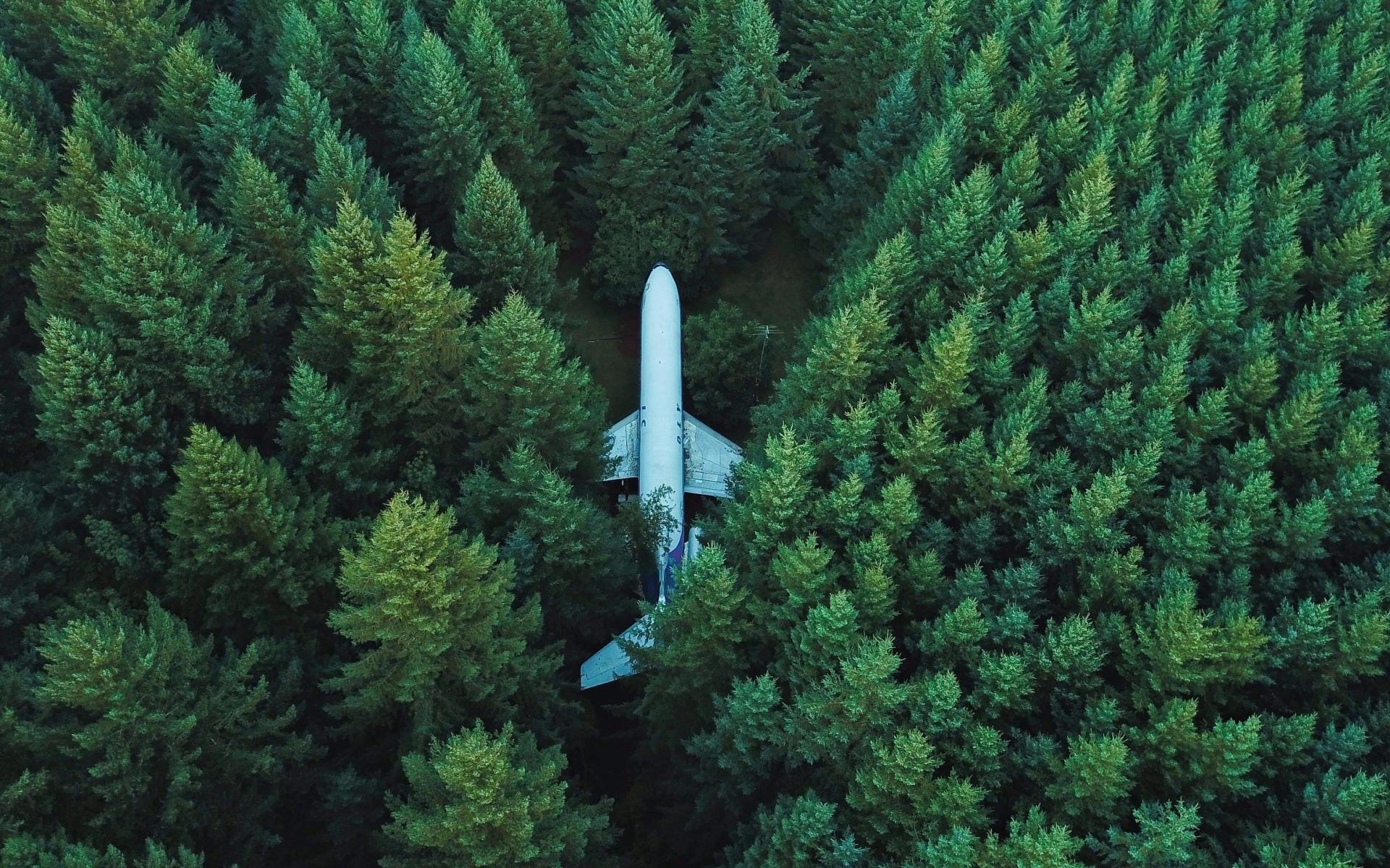 4K Conifer Forest Wallpapers - Top Free 4K Conifer Forest Backgrounds ...