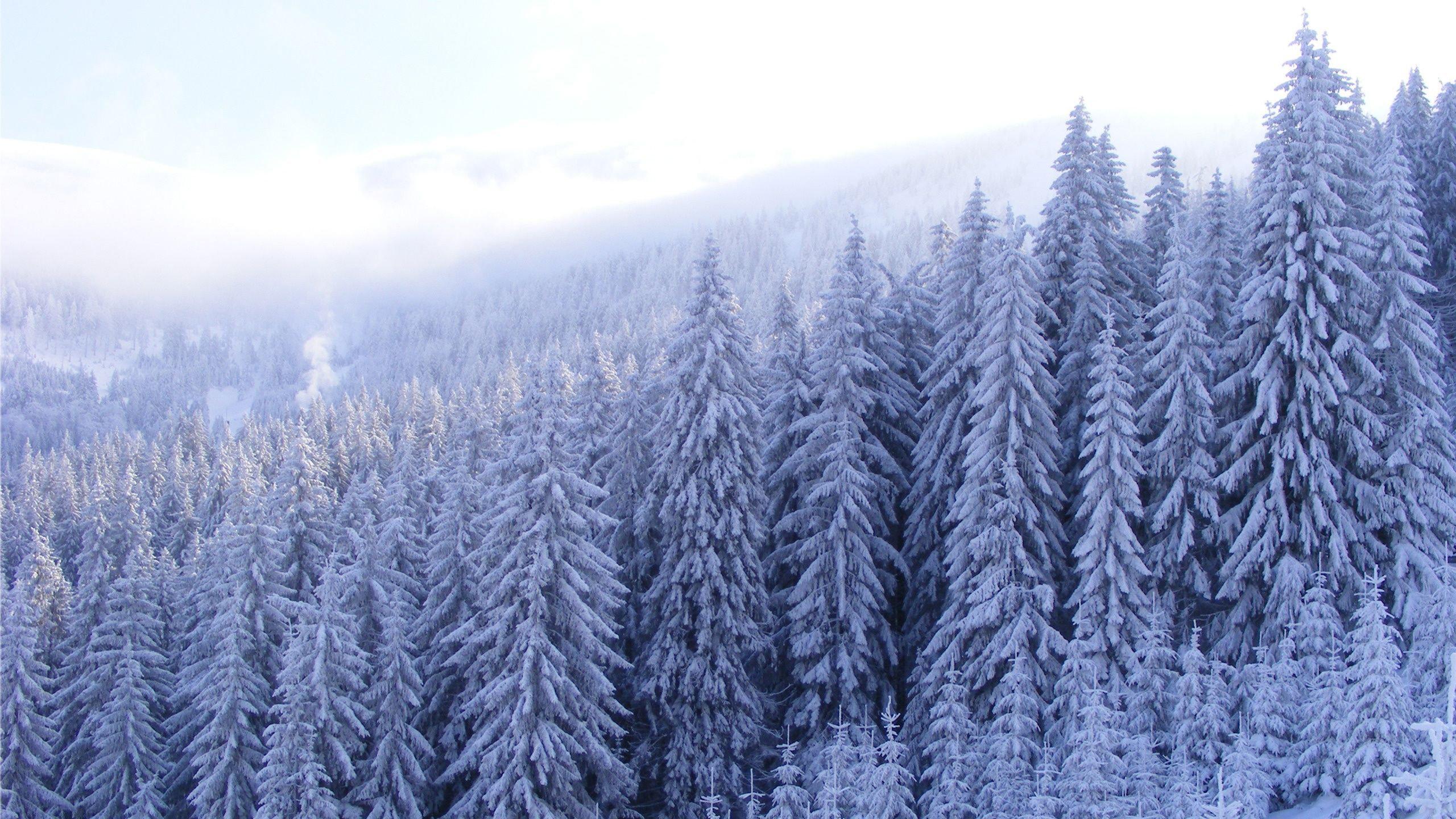 4K Conifer Forest Wallpapers - Top Free 4K Conifer Forest Backgrounds ...