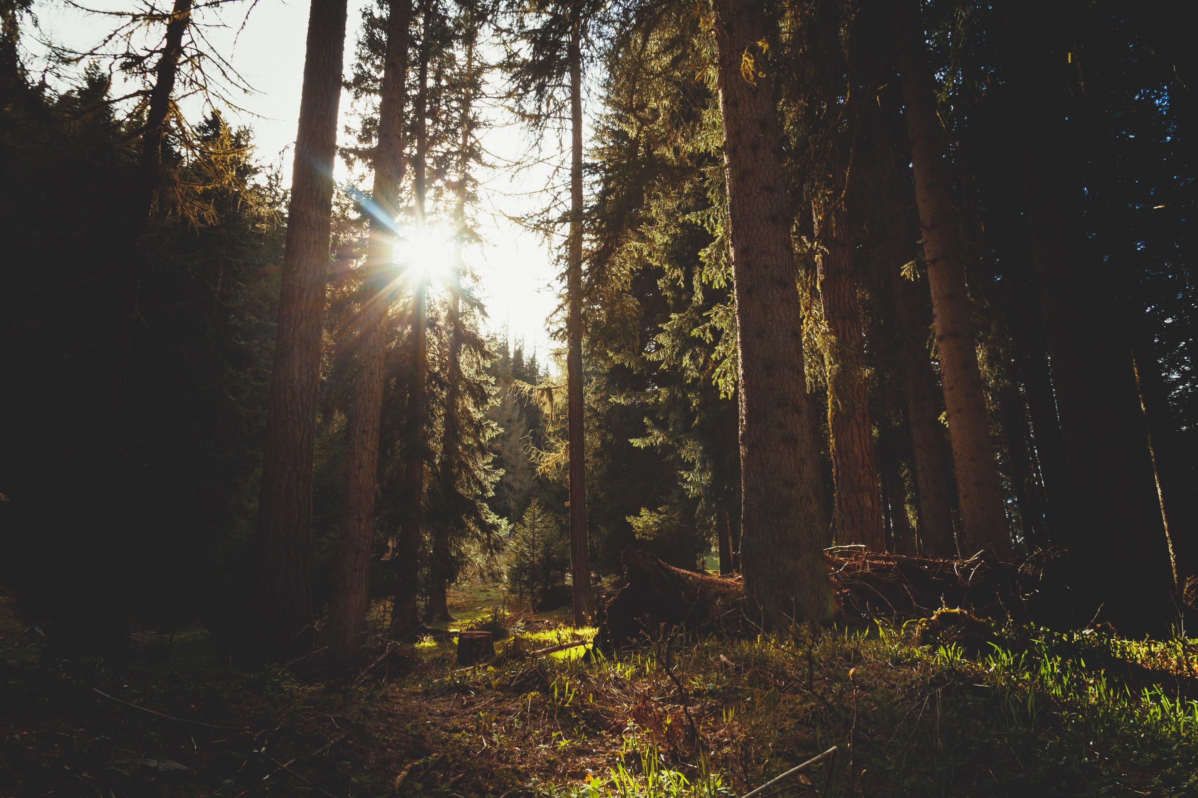 4K Conifer Forest Wallpapers - Top Free 4K Conifer Forest Backgrounds ...