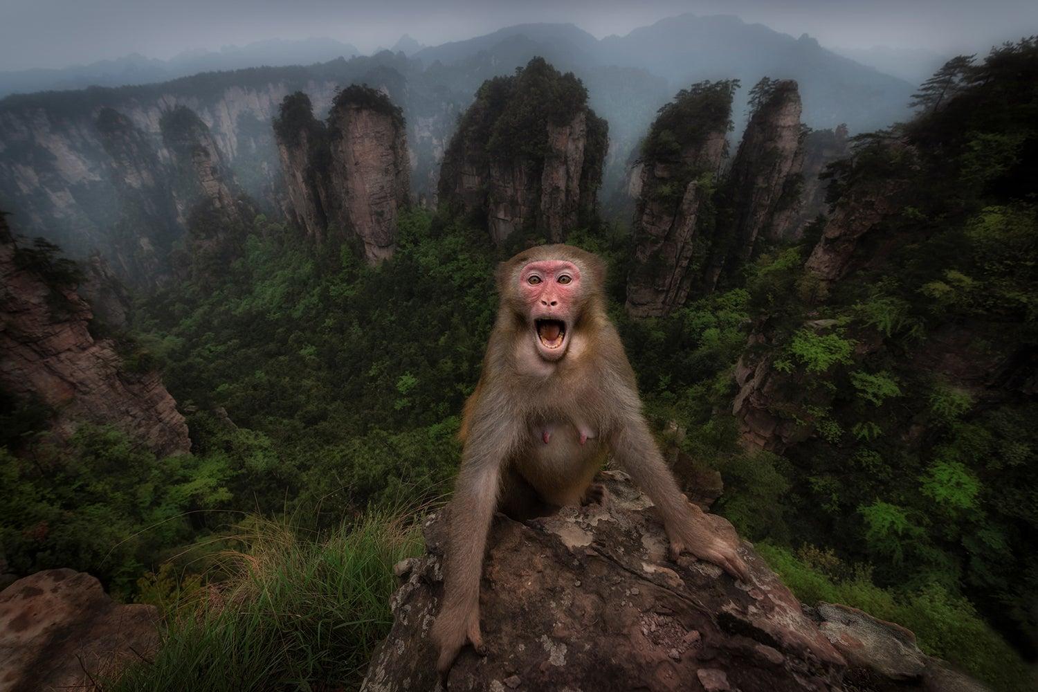 Macaco Wallpapers - Top Free Macaco Backgrounds - WallpaperAccess