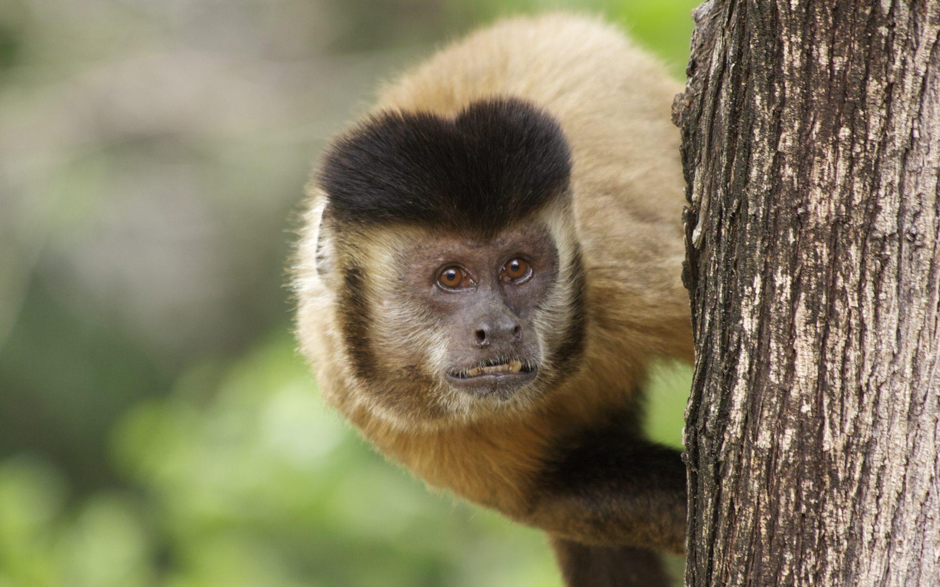 Macaco Wallpapers - Top Free Macaco Backgrounds - WallpaperAccess