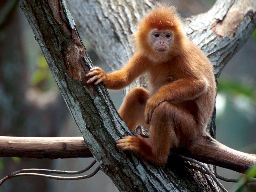 Macaco Wallpapers - Top Free Macaco Backgrounds - WallpaperAccess