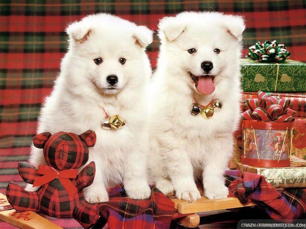 Christmas Dog Wallpapers - Top Free Christmas Dog Backgrounds ...