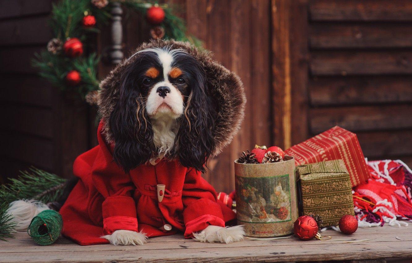 Christmas Dog Wallpapers - Top Free Christmas Dog Backgrounds ...