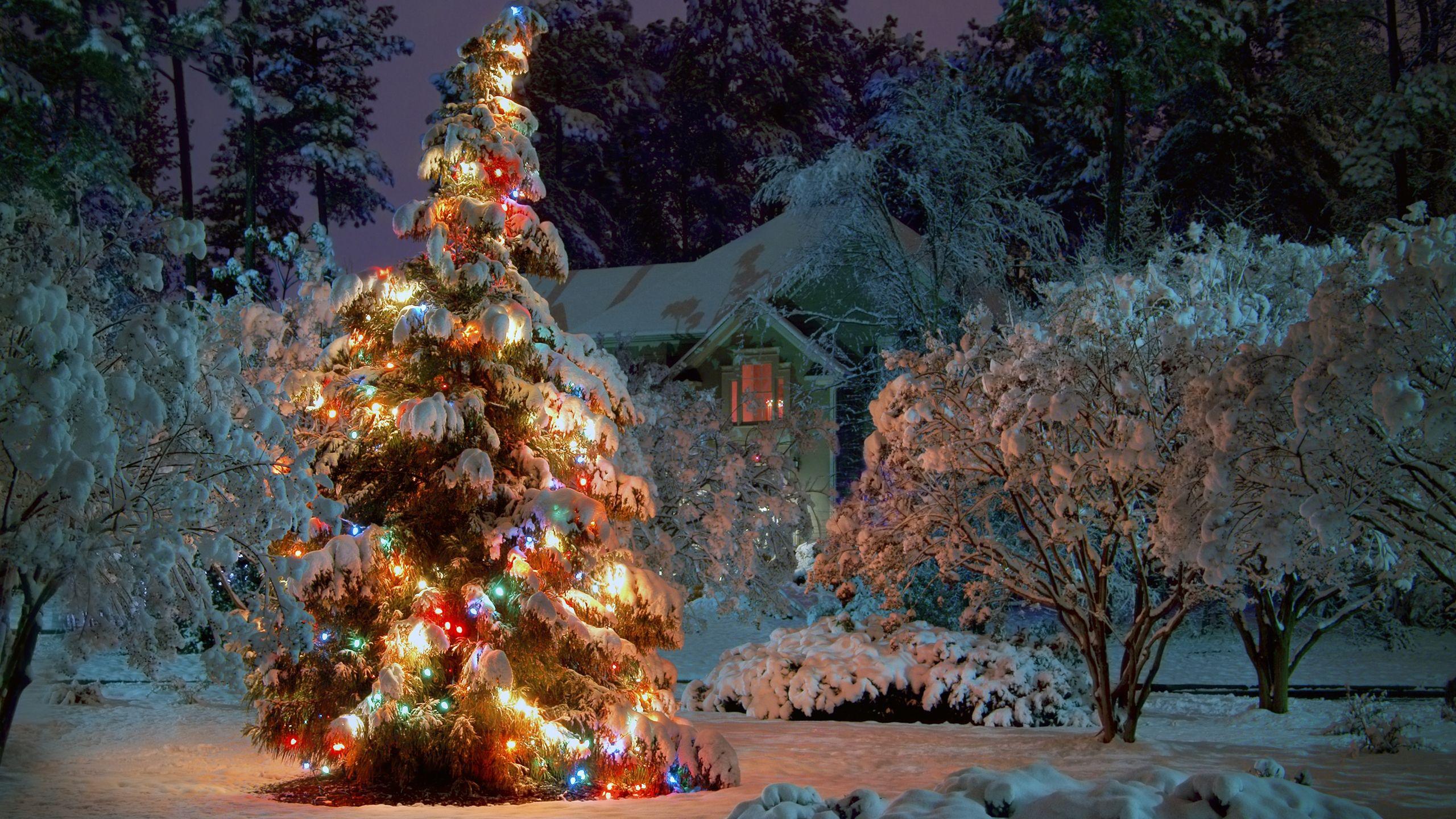 Big Christmas Tree Wallpapers - Top Free Big Christmas Tree Backgrounds ...