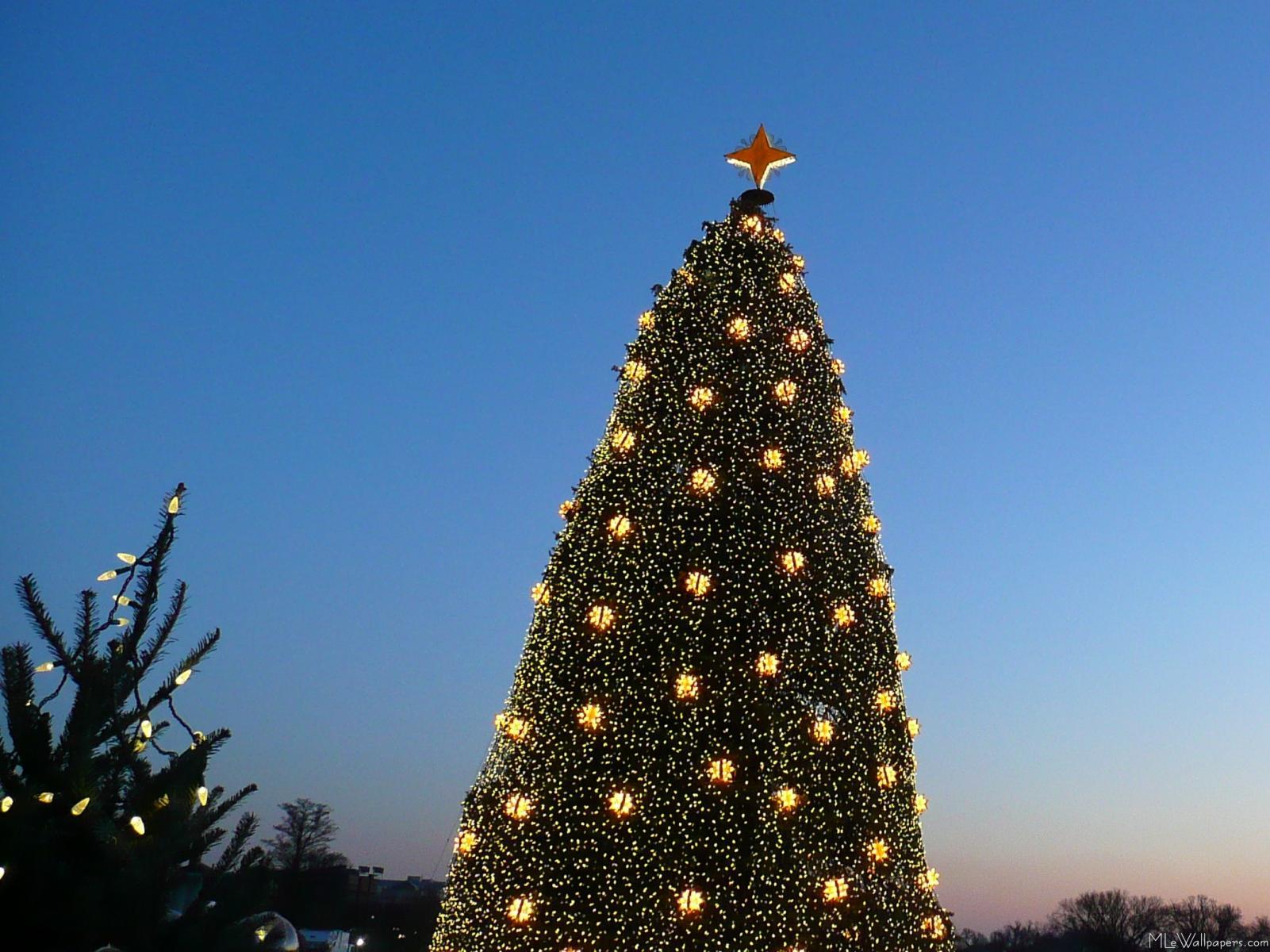 Big Christmas Tree Wallpapers - Top Free Big Christmas Tree Backgrounds ...