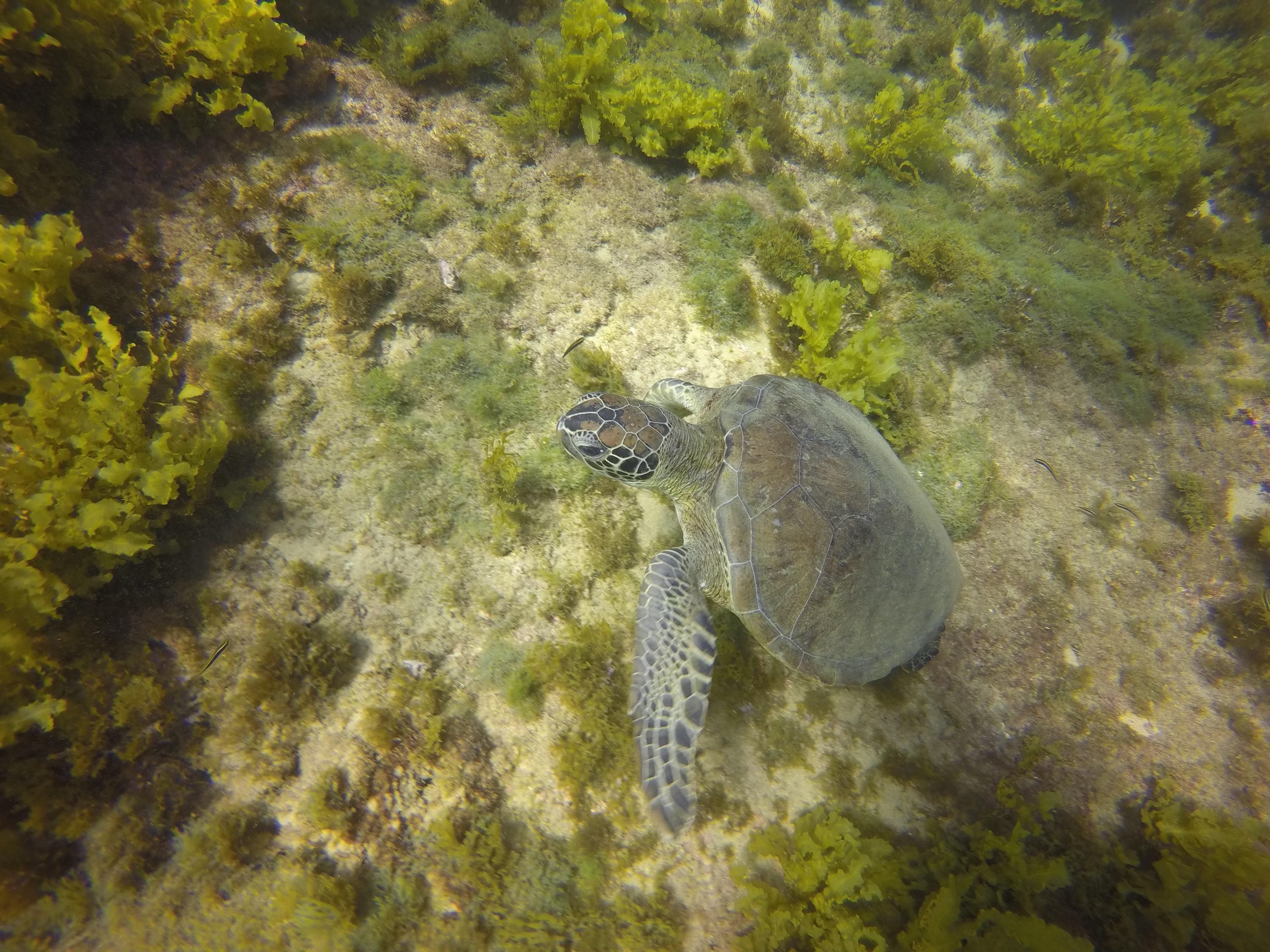 Green Turtle Wallpapers - Top Free Green Turtle Backgrounds ...
