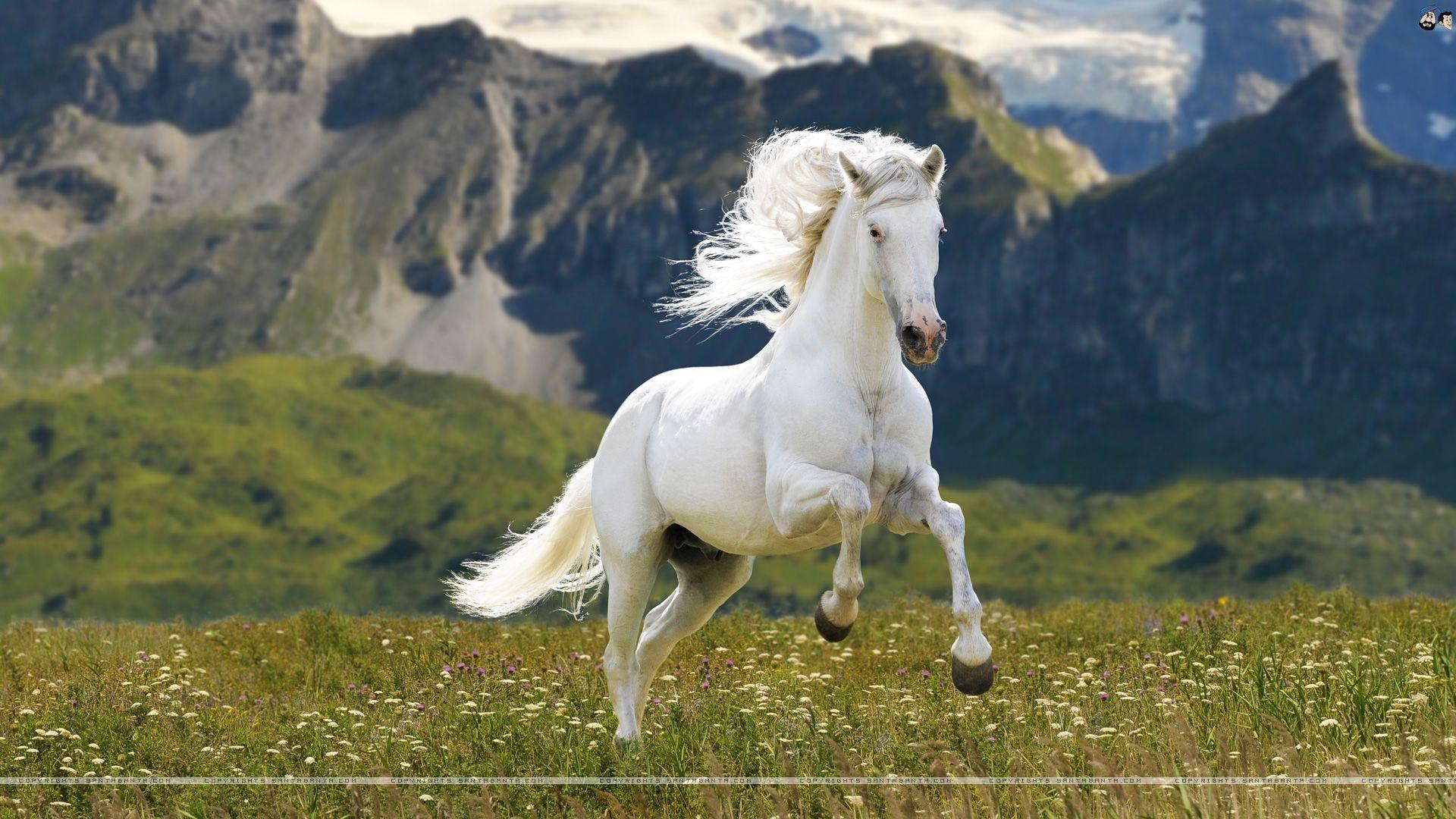 Running White Horse Wallpapers - Top Free Running White Horse ...