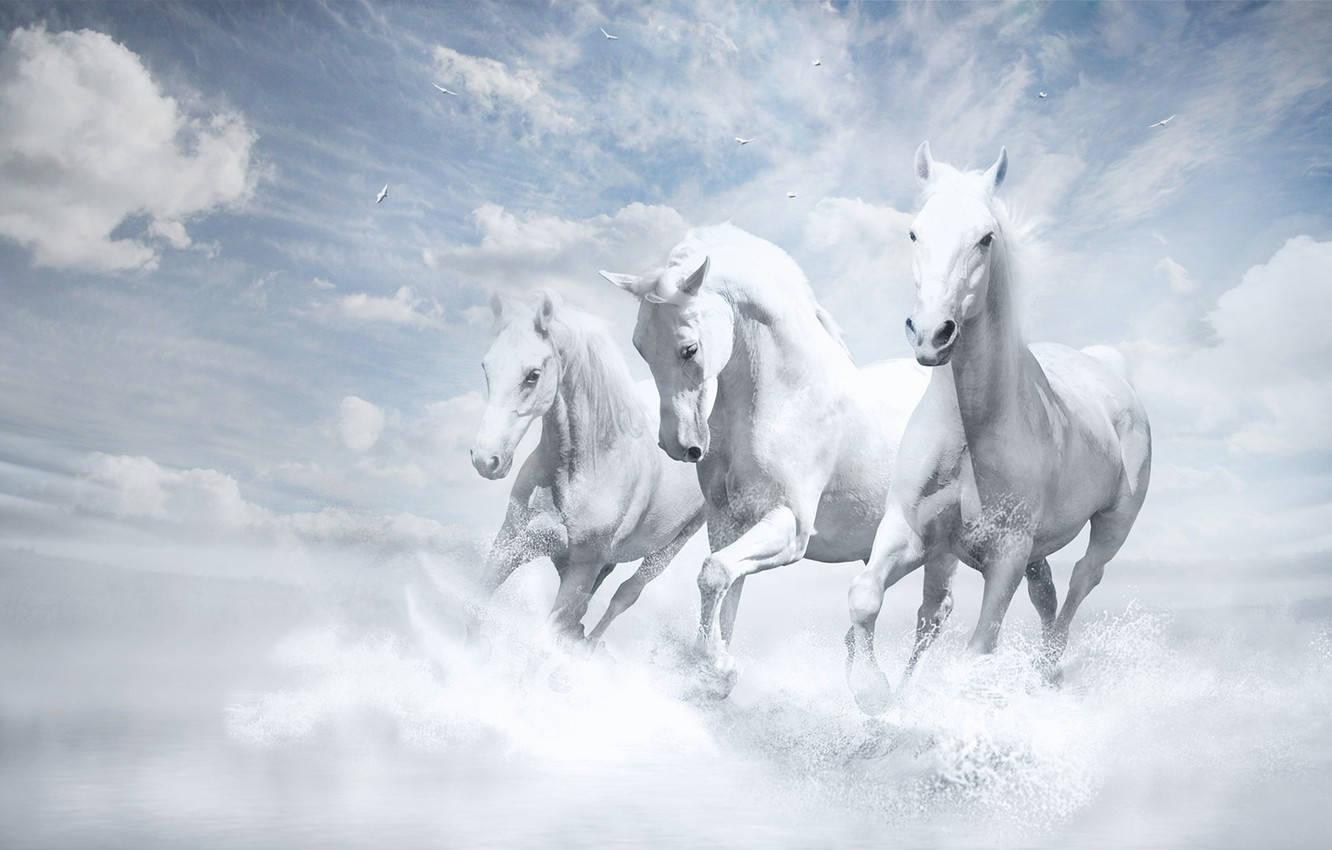 Running White Horse Wallpapers - Top Free Running White Horse ...