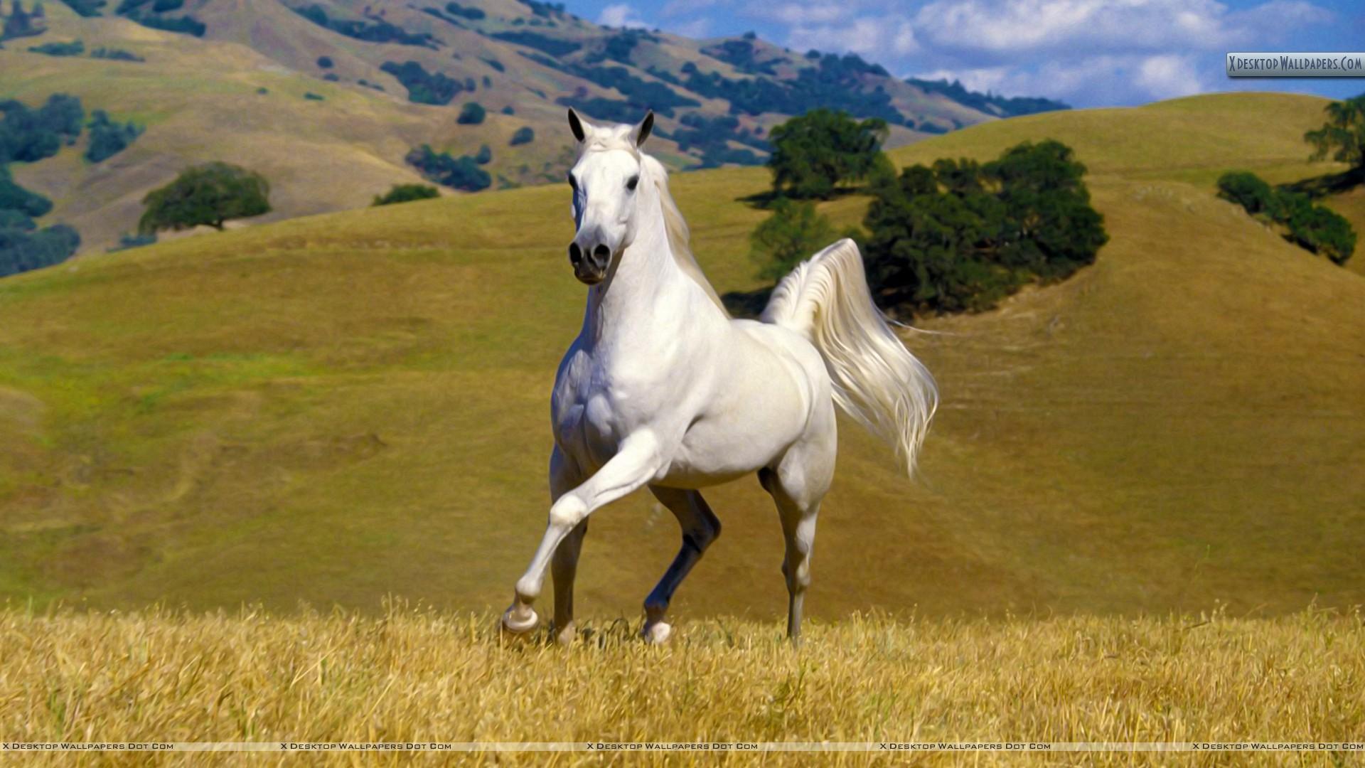 Running White Horse Wallpapers - Top Free Running White Horse ...
