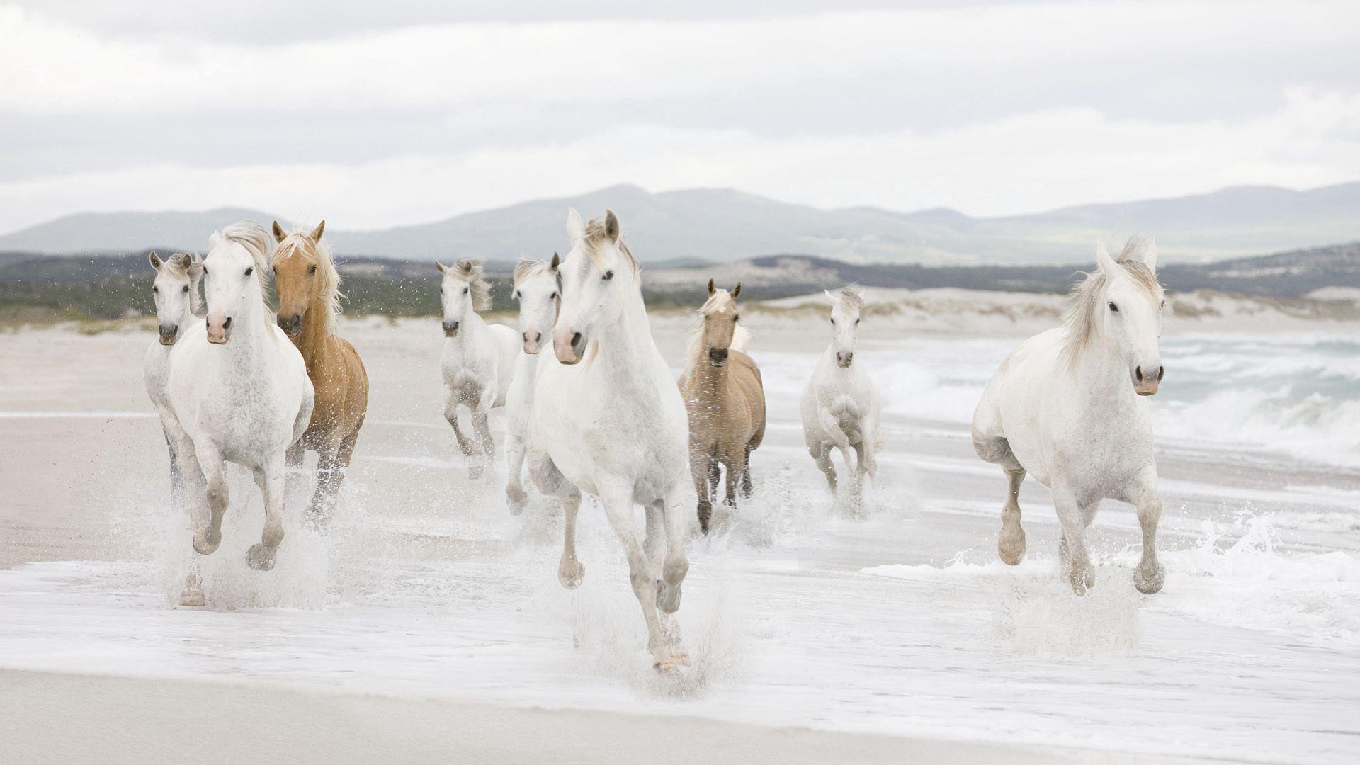 Running White Horse Wallpapers - Top Free Running White Horse ...