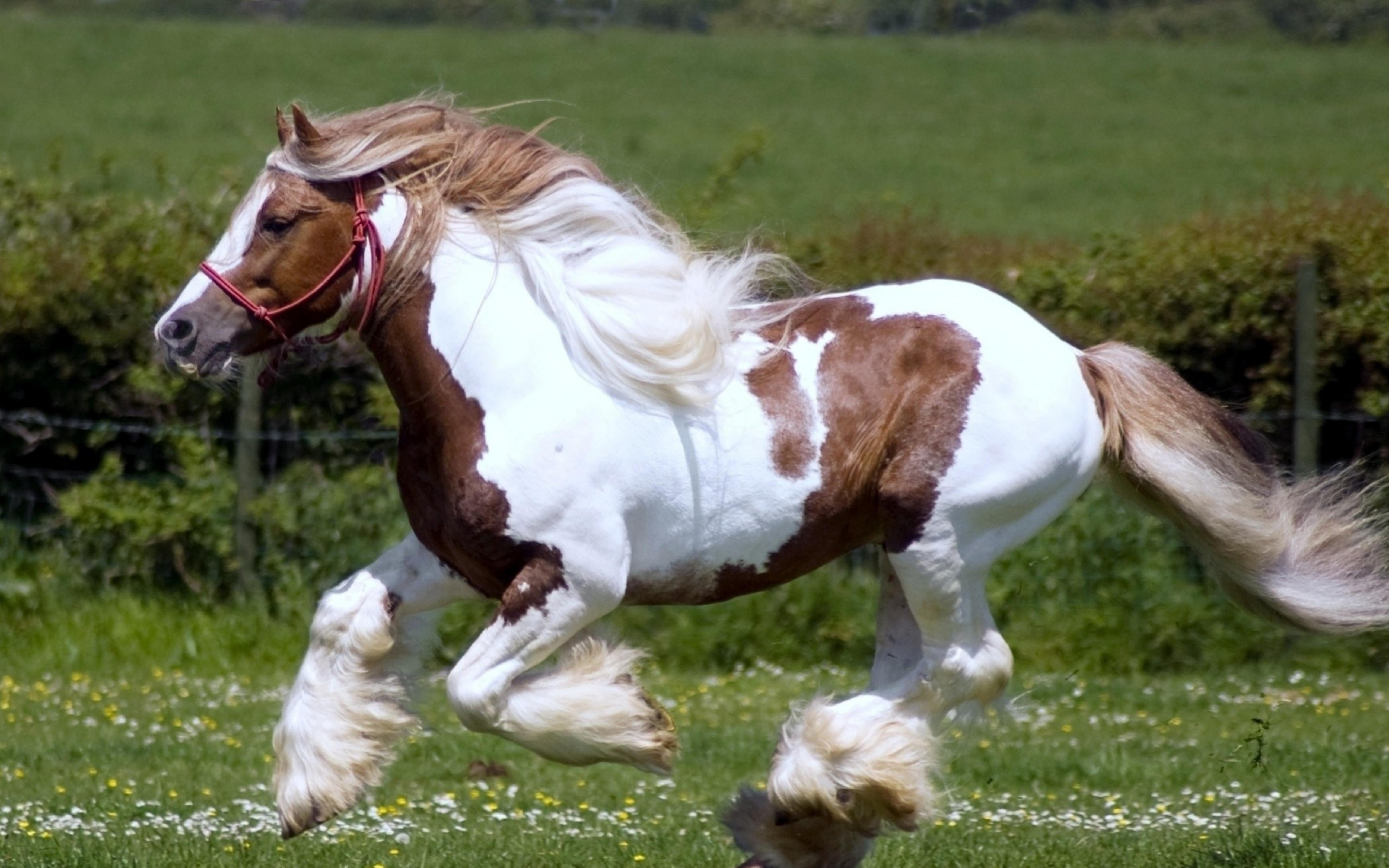 Running White Horse Wallpapers - Top Free Running White Horse ...