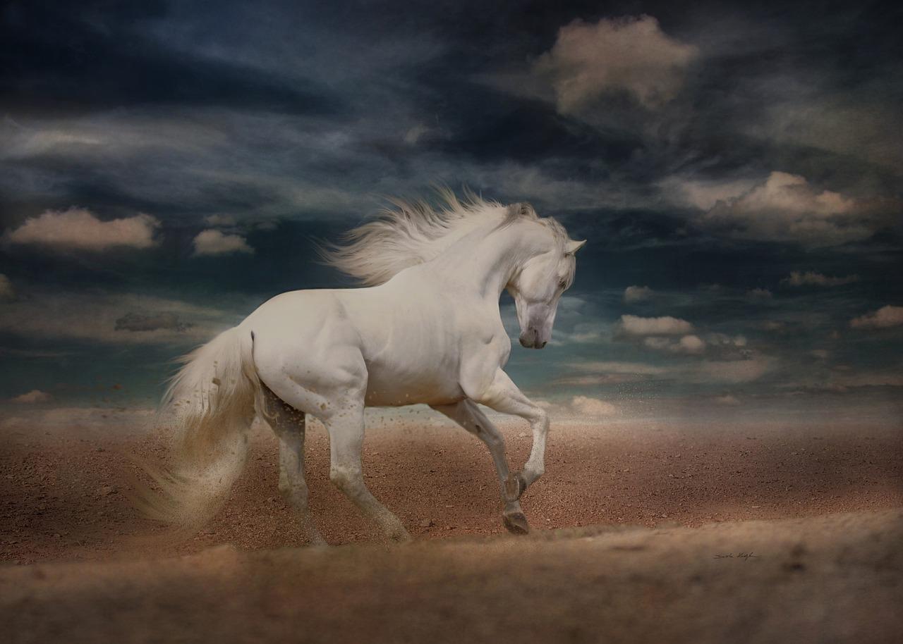 Running White Horse Wallpapers - Top Free Running White Horse ...