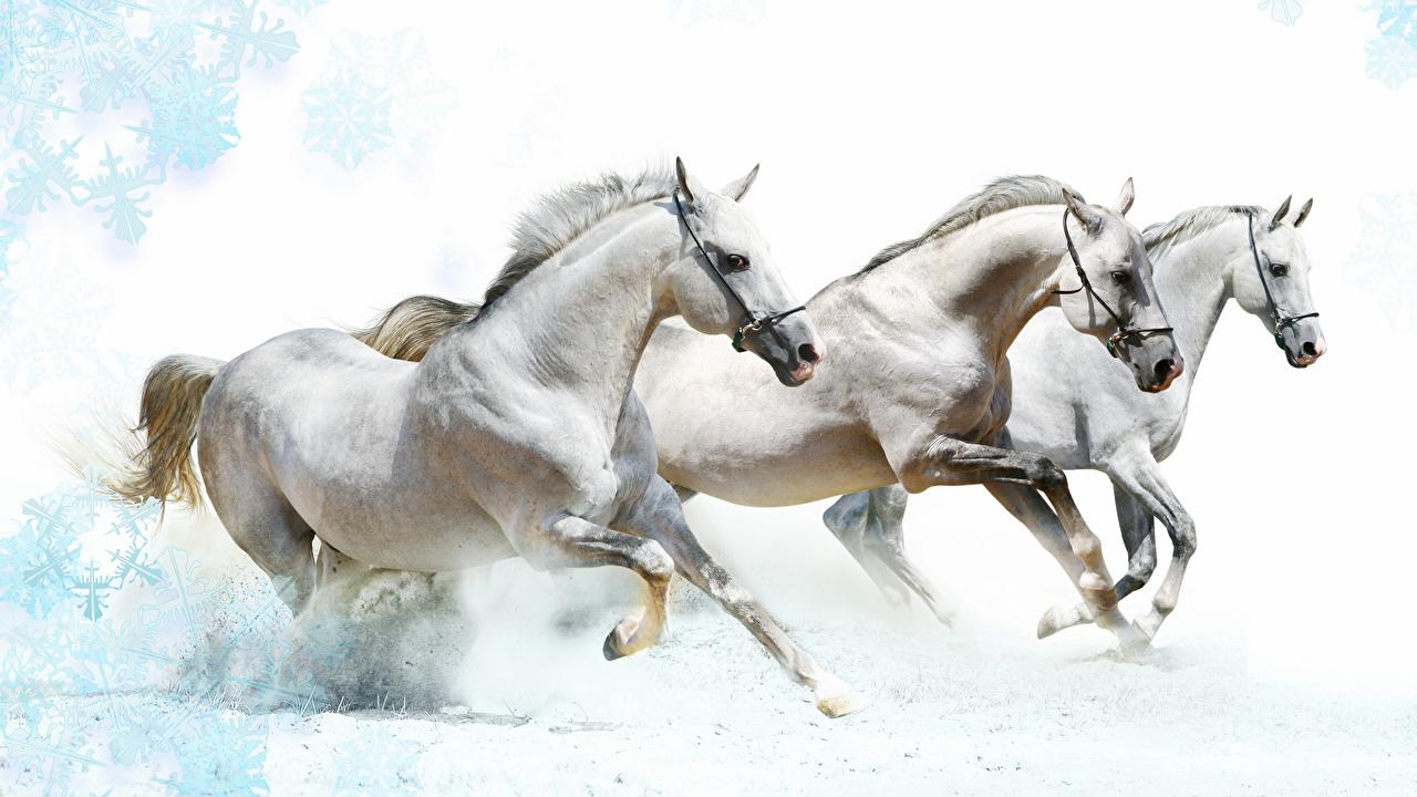 Running White Horse Wallpapers - Top Free Running White Horse ...