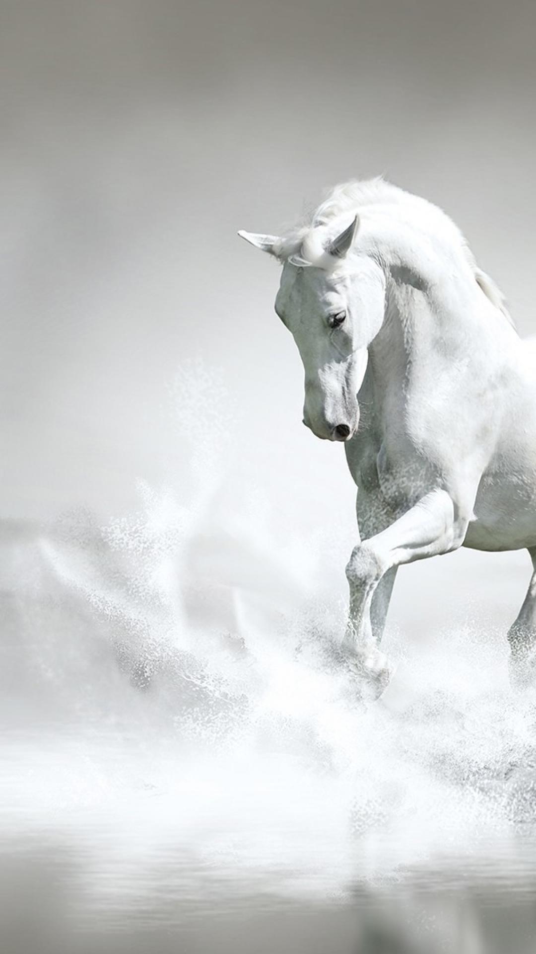 Running White Horse Wallpapers - Top Free Running White Horse ...