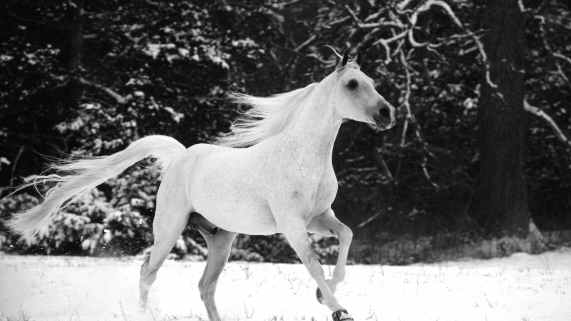 Running White Horse Wallpapers - Top Free Running White Horse ...