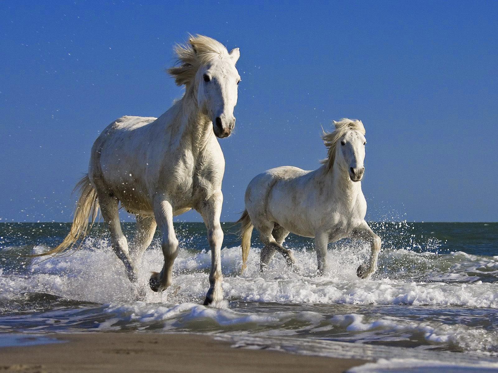 Running White Horse Wallpapers - Top Free Running White Horse ...