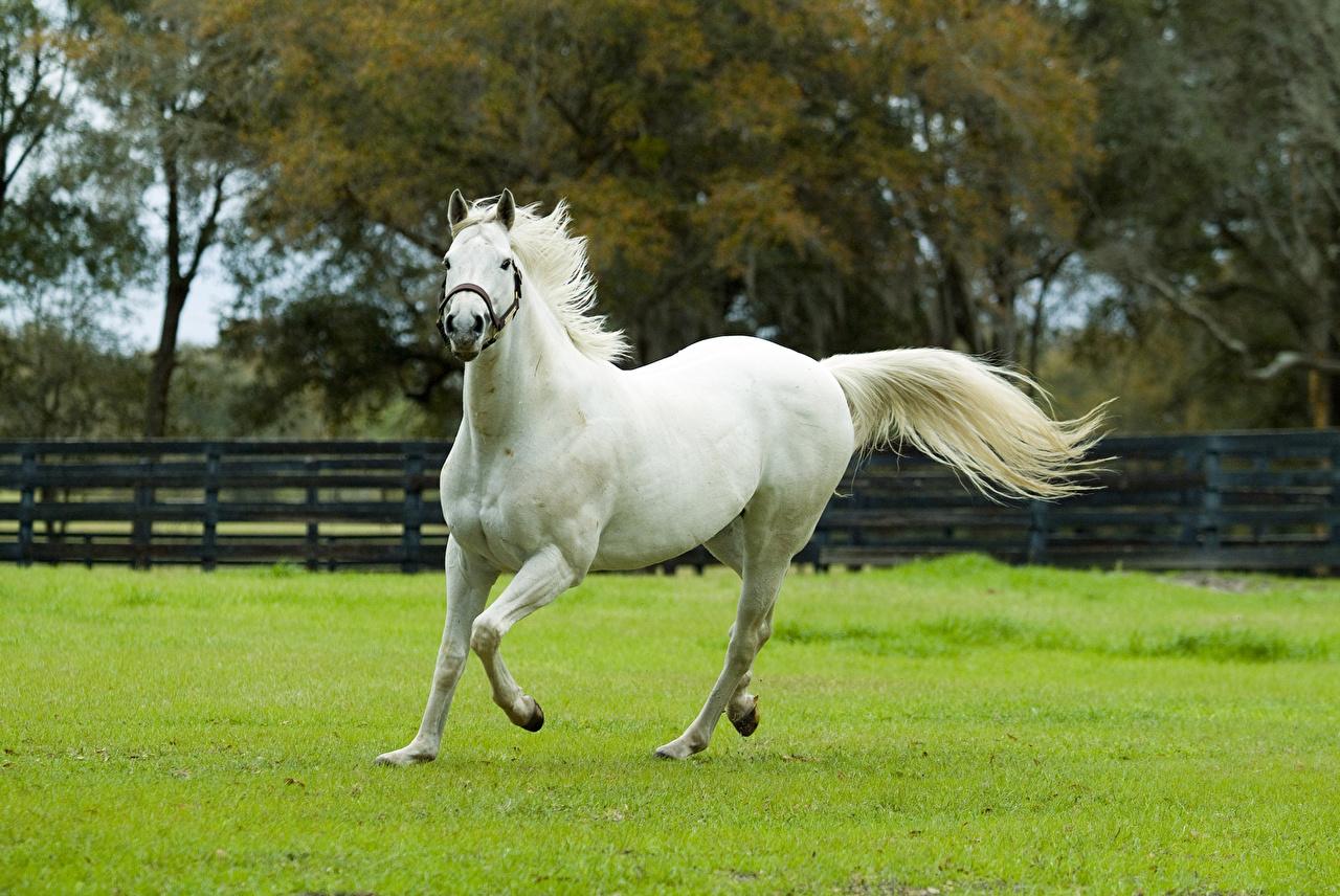 Running White Horse Wallpapers - Top Free Running White Horse ...