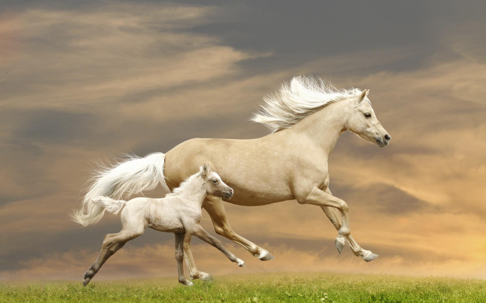 Running White Horse Wallpapers - Top Free Running White Horse ...