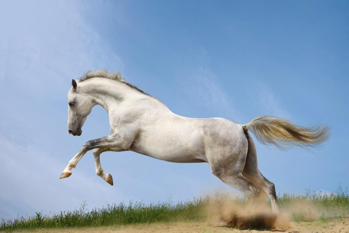 Running White Horse Wallpapers - Top Free Running White Horse ...