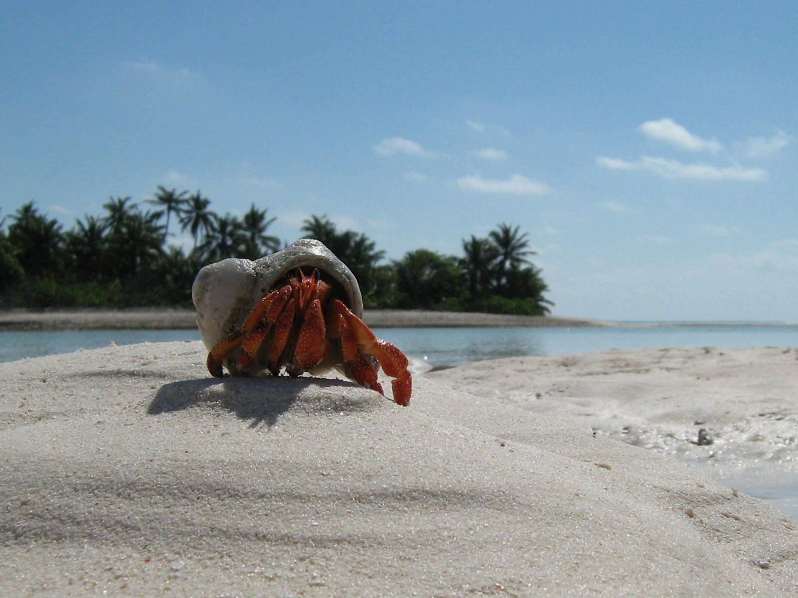 Hermit Crab Wallpapers - Top Free Hermit Crab Backgrounds - WallpaperAccess