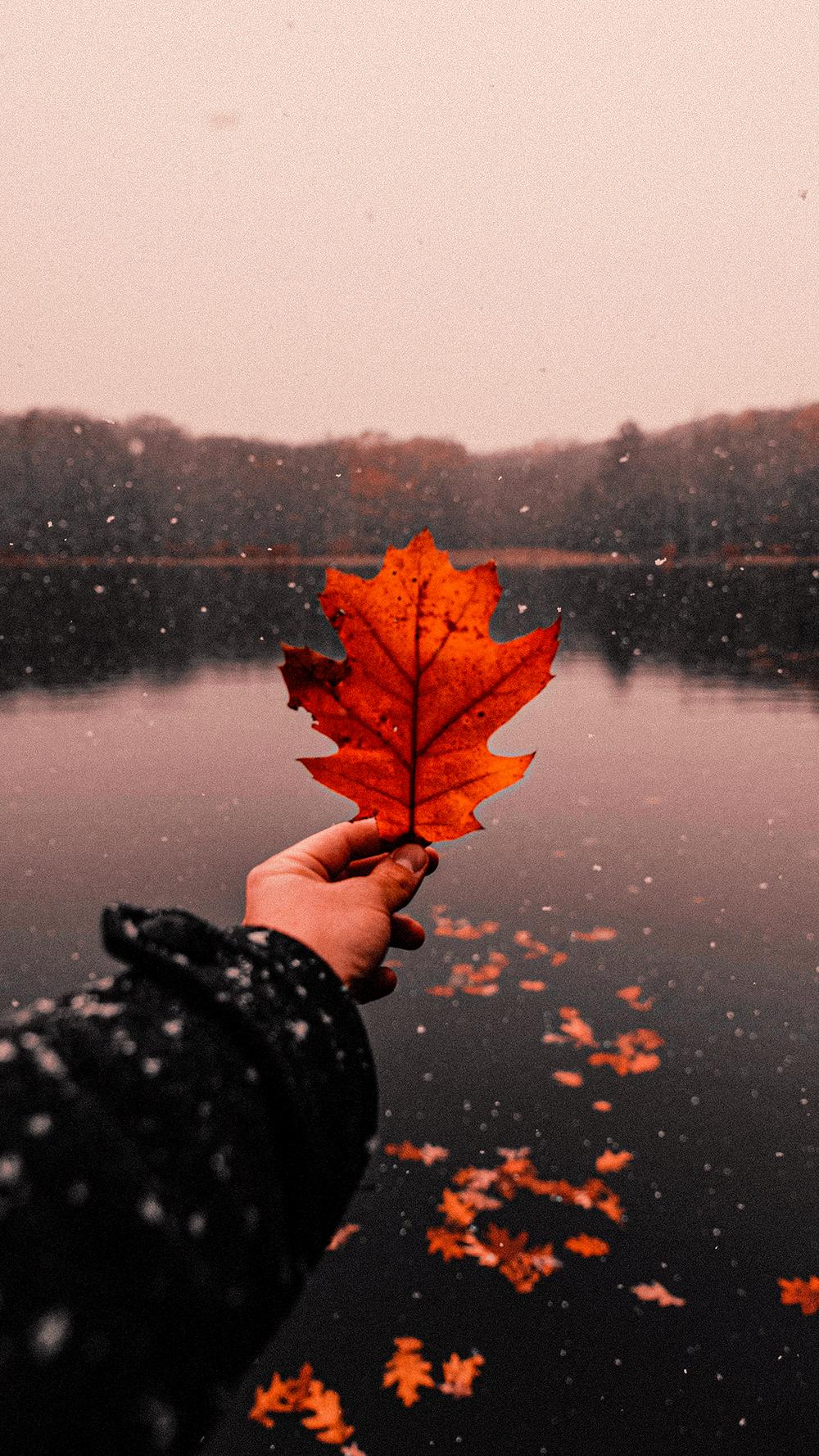 Fall Vibes Wallpapers - Top Free Fall Vibes Backgrounds - WallpaperAccess