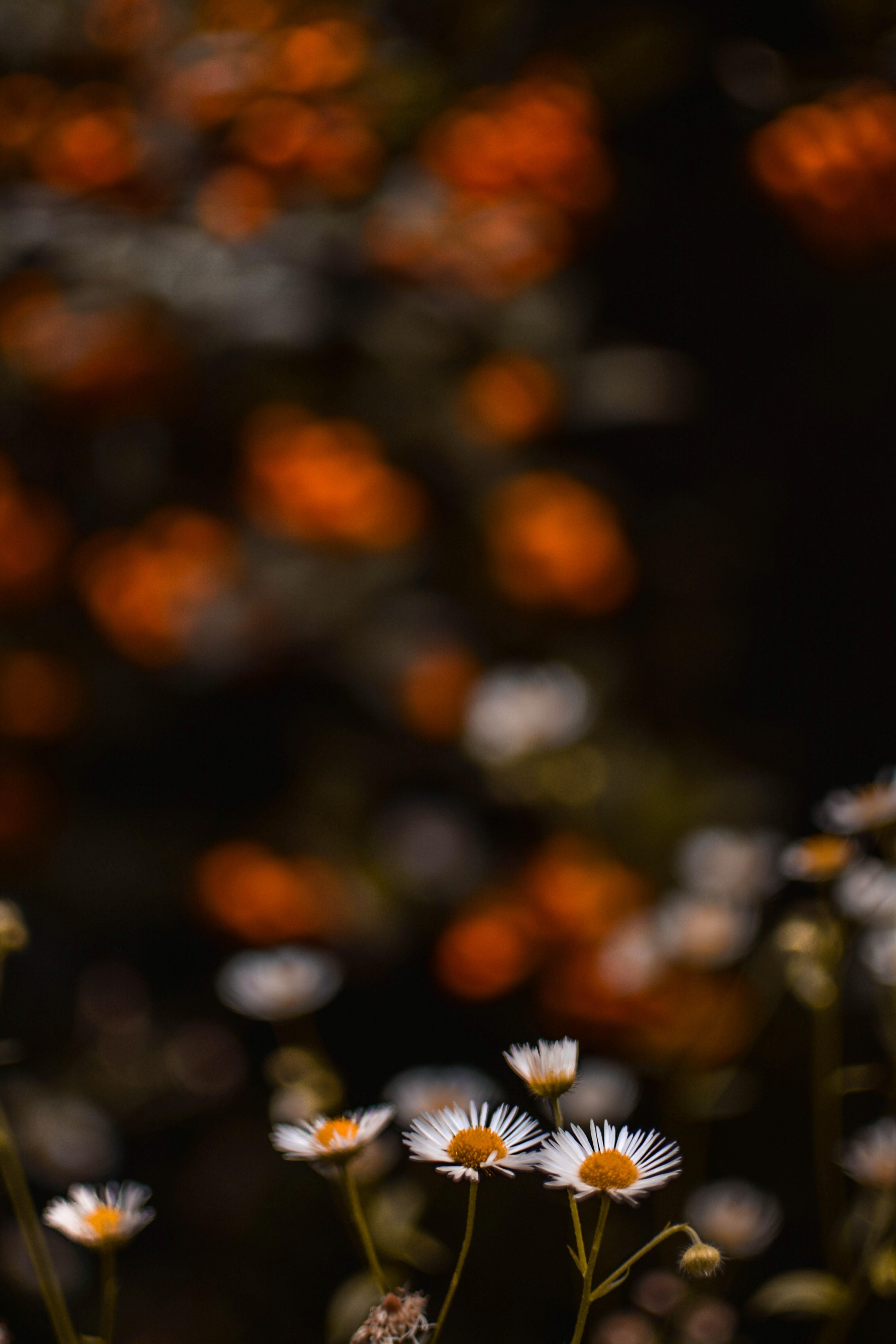 Fall Vibes Wallpapers - Top Free Fall Vibes Backgrounds - WallpaperAccess