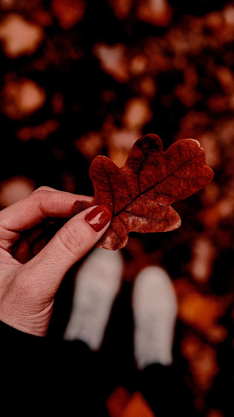 Fall Vibes Wallpapers - Top Free Fall Vibes Backgrounds - WallpaperAccess