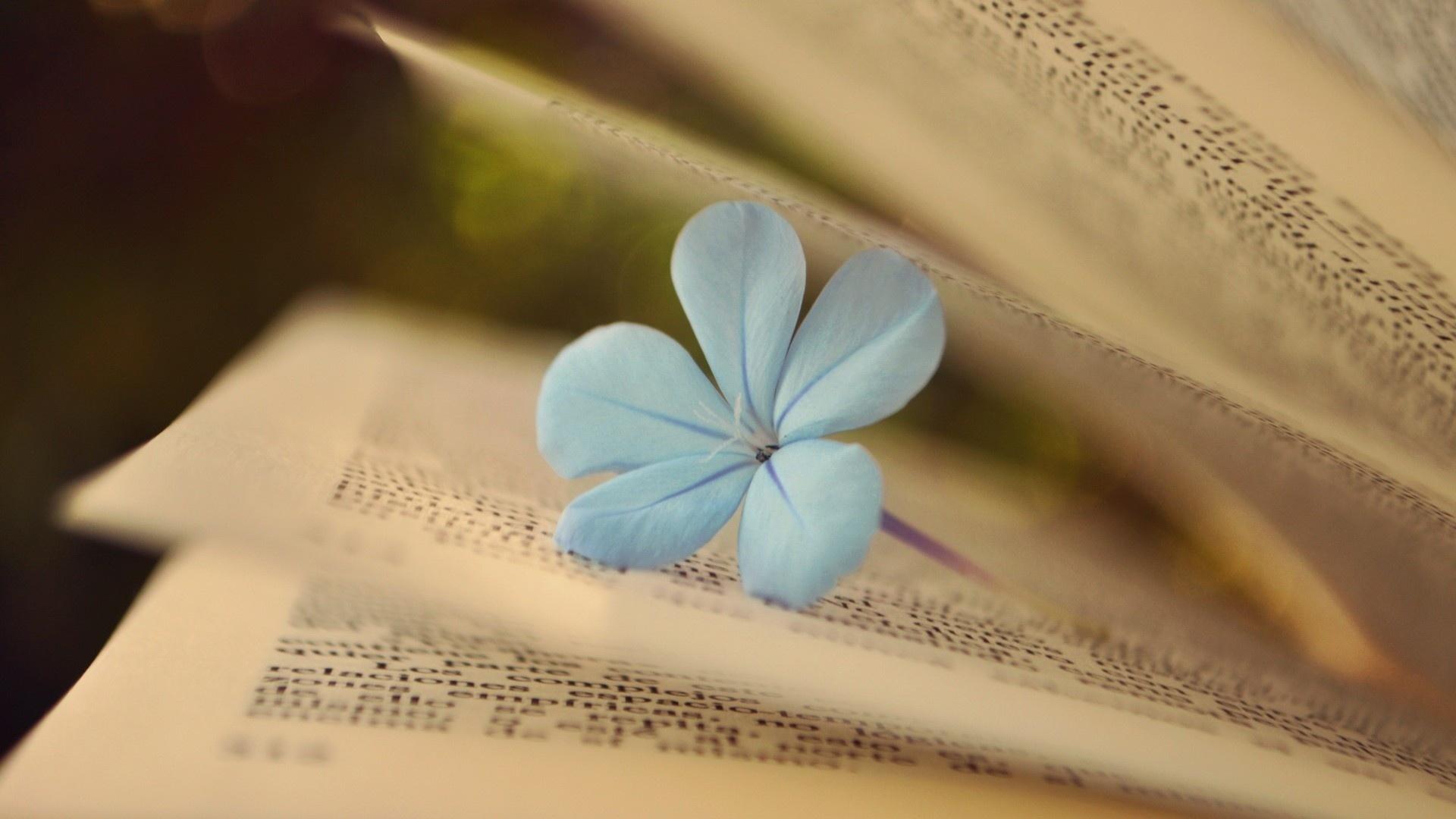 Flowers and Book Wallpapers - Top Free Flowers and Book Backgrounds ...