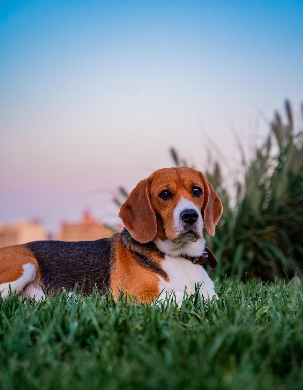 Beagle Puppies Wallpapers - Top Free Beagle Puppies Backgrounds ...