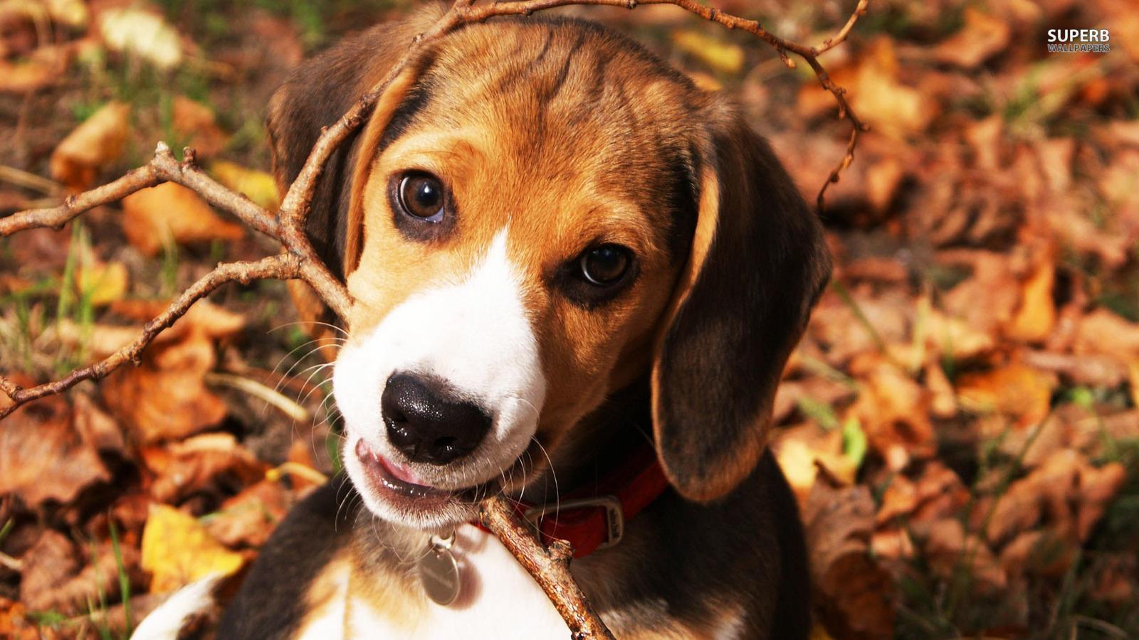 Beagle Puppies Wallpapers - Top Free Beagle Puppies Backgrounds ...