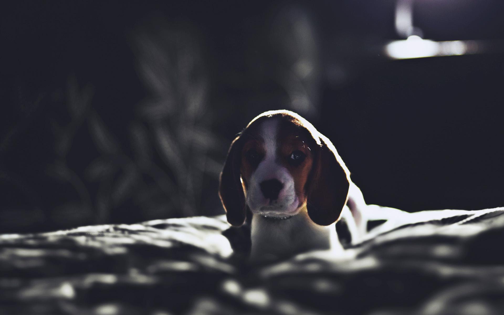 Beagle Puppies Wallpapers - Top Free Beagle Puppies Backgrounds ...