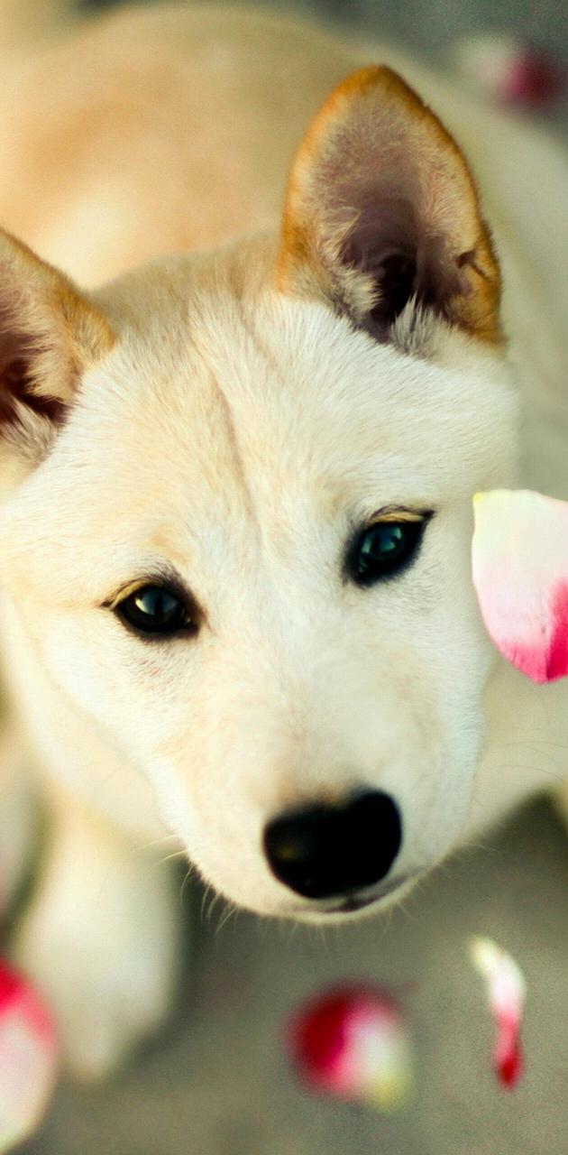 Cute Chibi Dog Wallpapers - Top Free Cute Chibi Dog Backgrounds ...