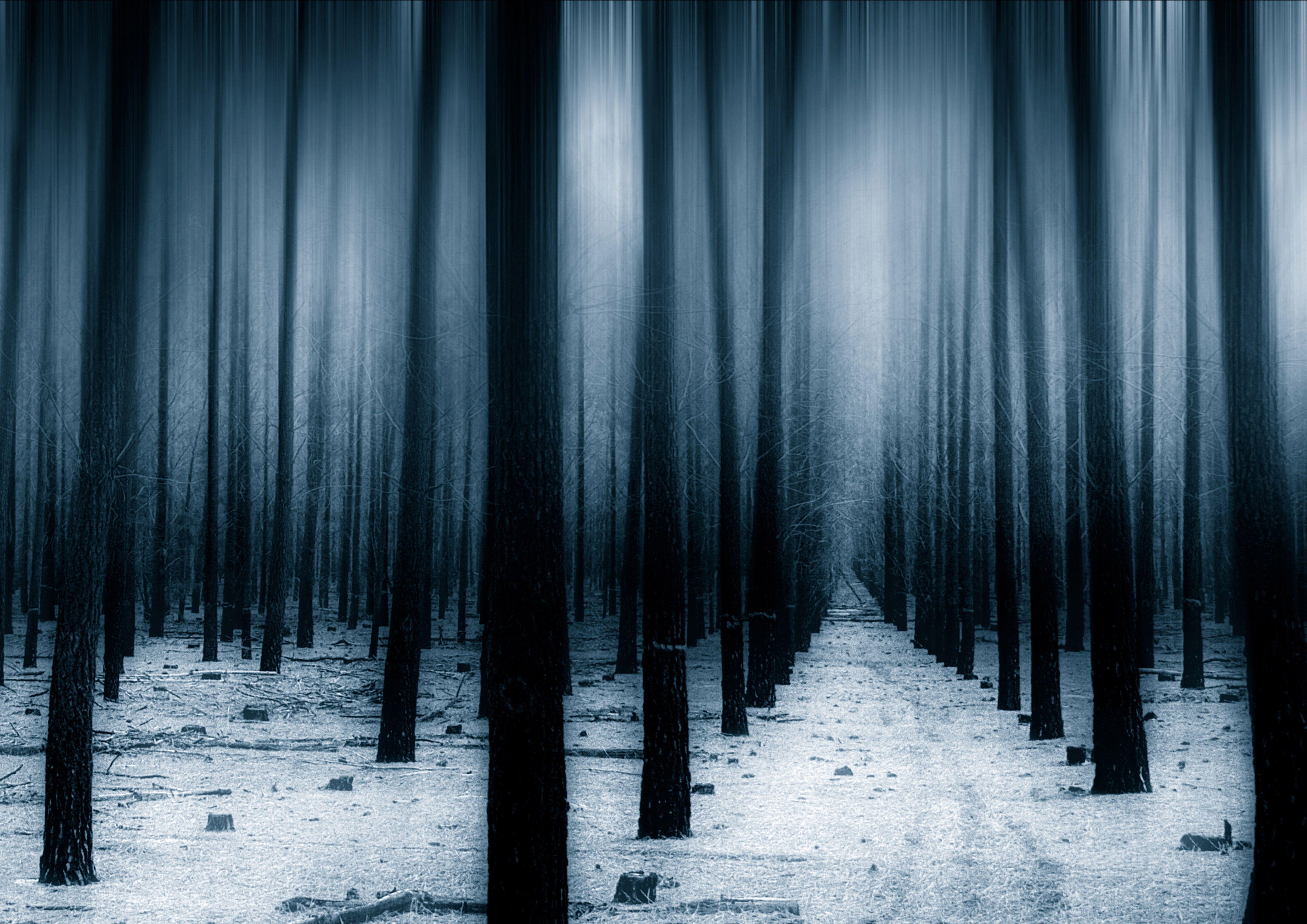 Snowy Forest 4K Wallpapers - Top Free Snowy Forest 4K Backgrounds ...