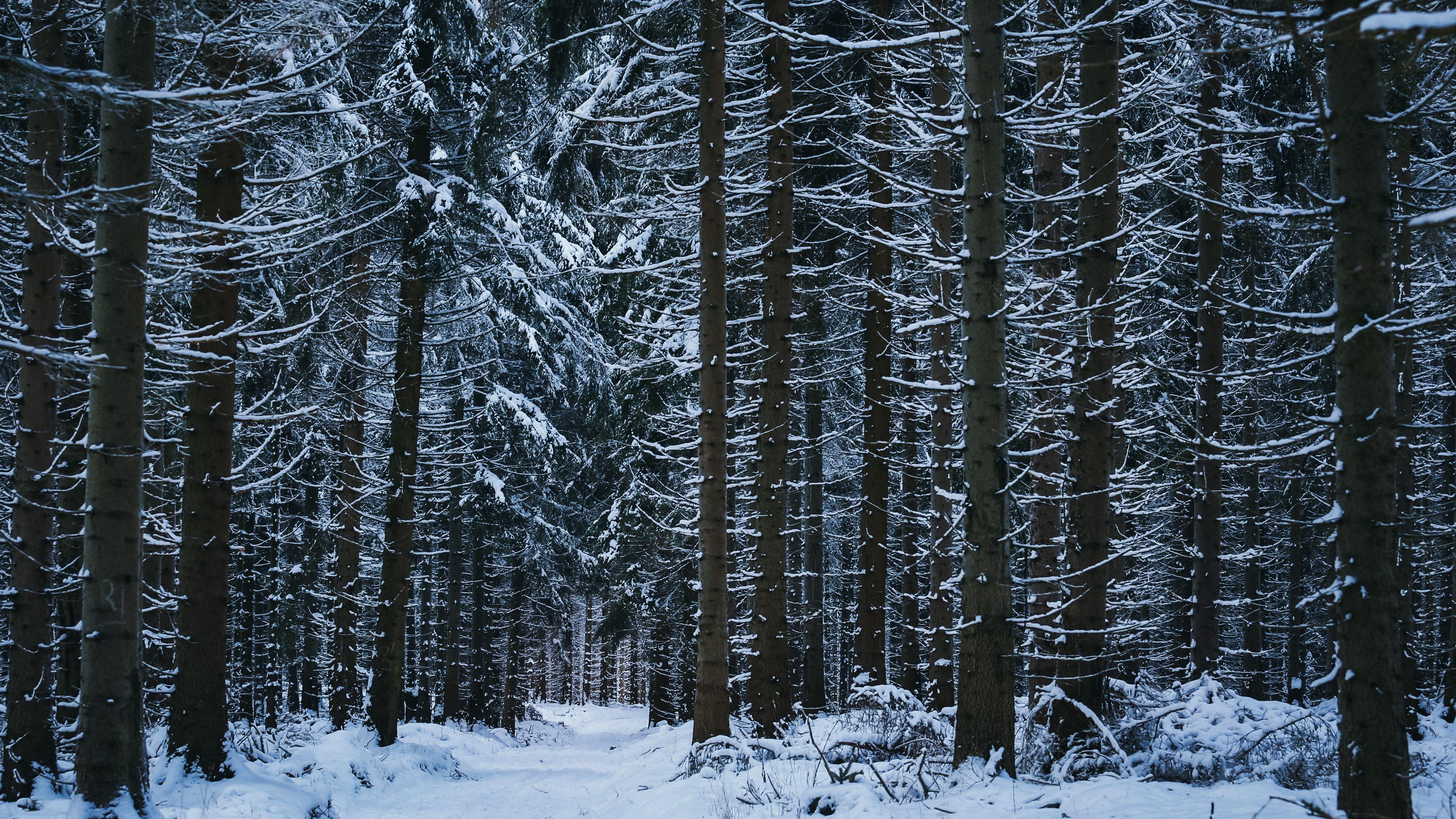 Snowy Forest 4K Wallpapers - Top Free Snowy Forest 4K Backgrounds ...