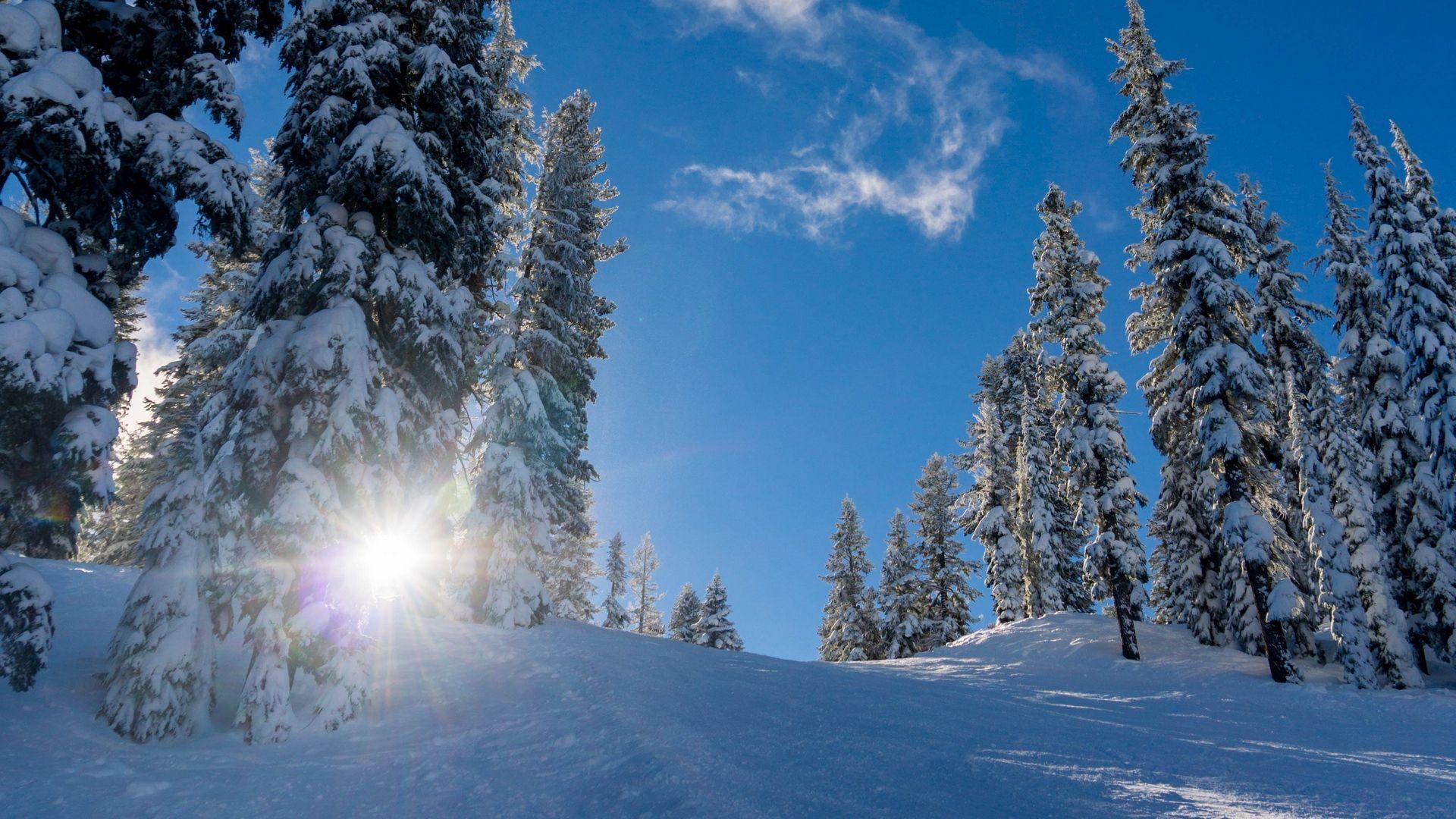 Snowy Forest 4K Wallpapers - Top Free Snowy Forest 4K Backgrounds ...