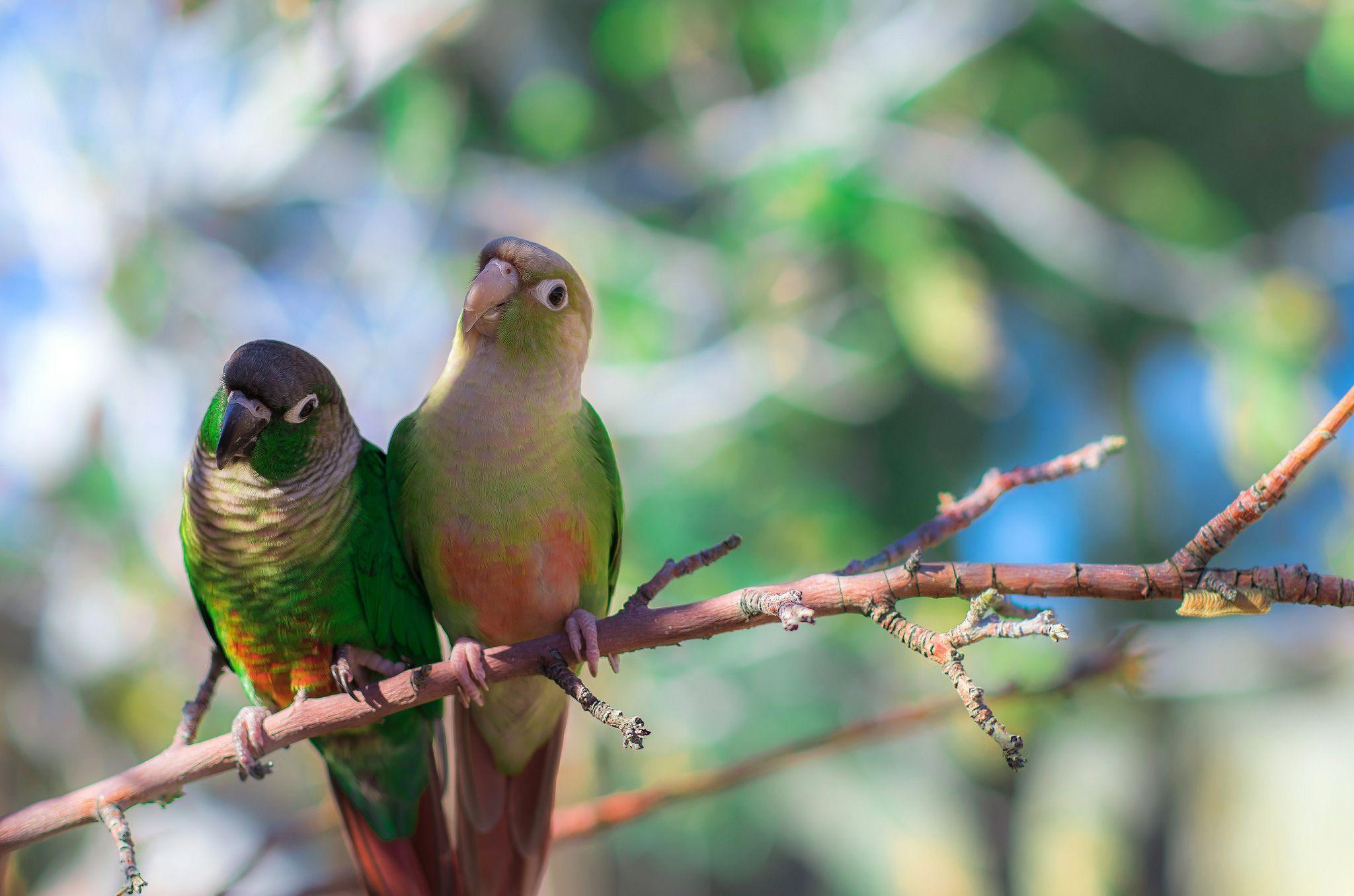 Green Cheek Conure Wallpapers - Top Free Green Cheek Conure Backgrounds ...