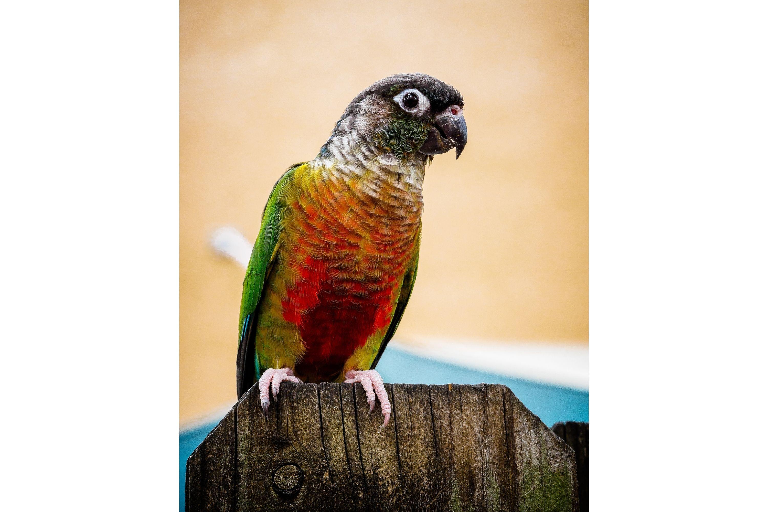 Green Cheek Conure Wallpapers - Top Free Green Cheek Conure Backgrounds ...