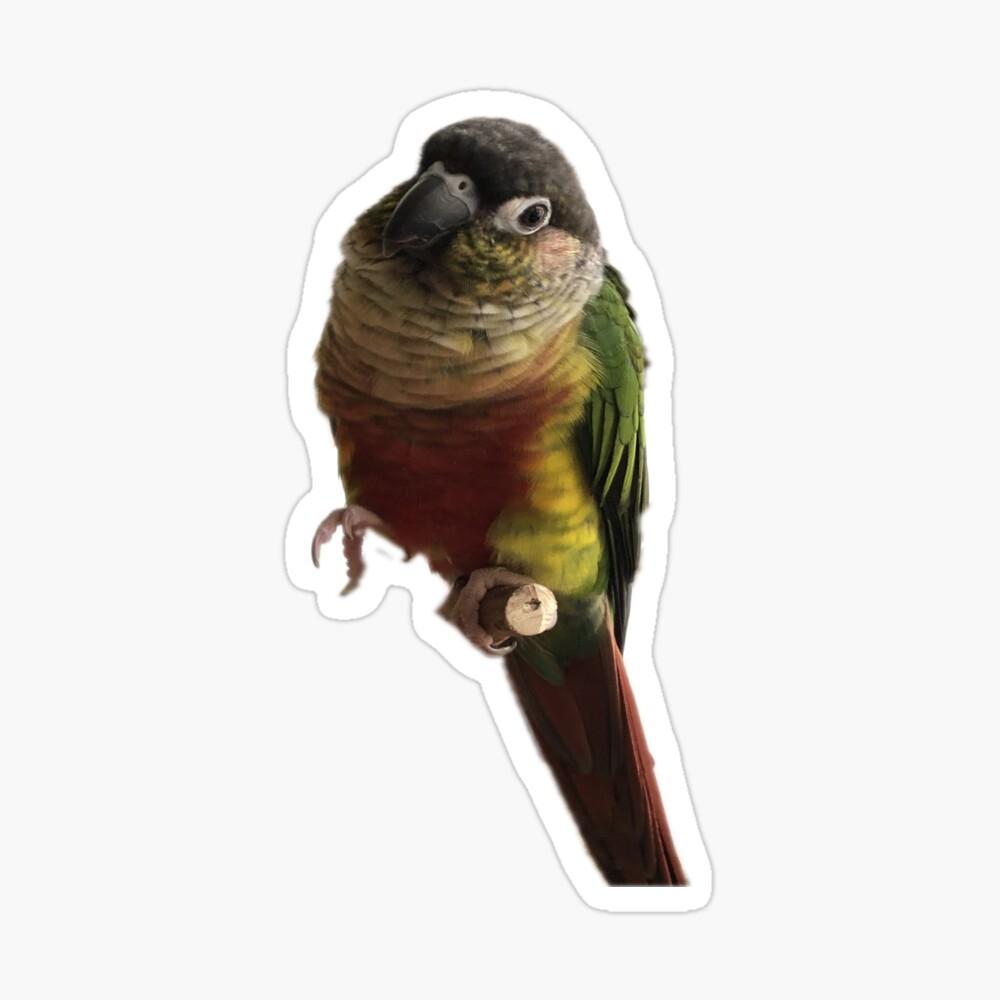 Green Cheek Conure Wallpapers - Top Free Green Cheek Conure Backgrounds ...