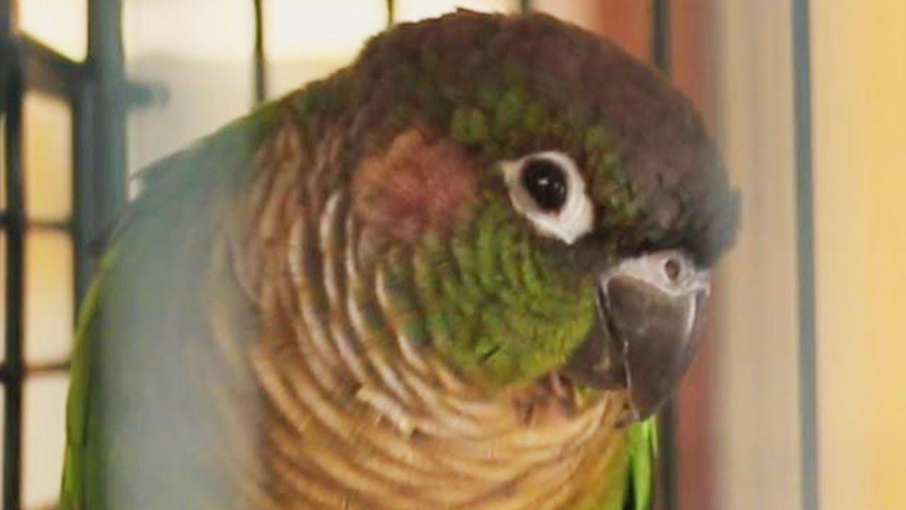 Green Cheek Conure Wallpapers - Top Free Green Cheek Conure Backgrounds ...