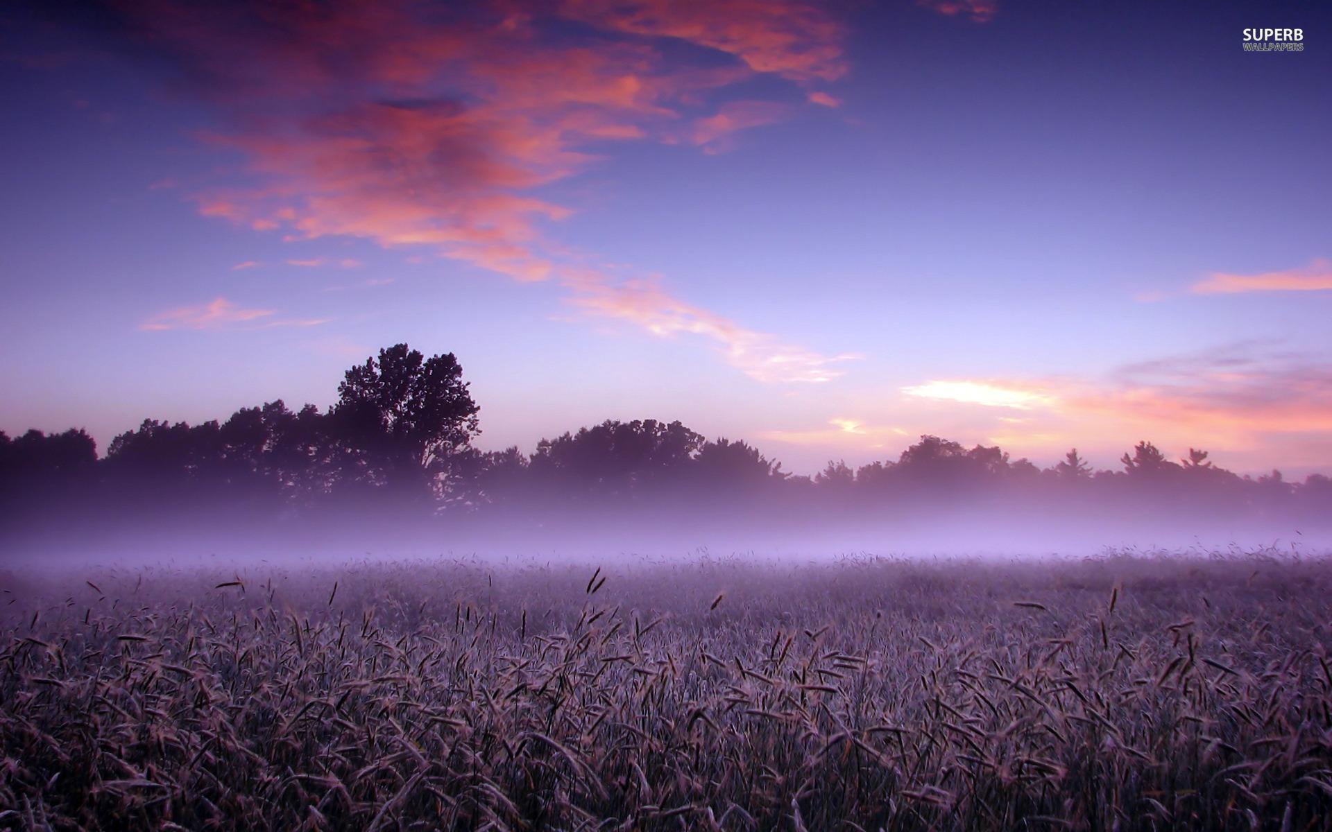 Foggy Field Wallpapers - Top Free Foggy Field Backgrounds - WallpaperAccess