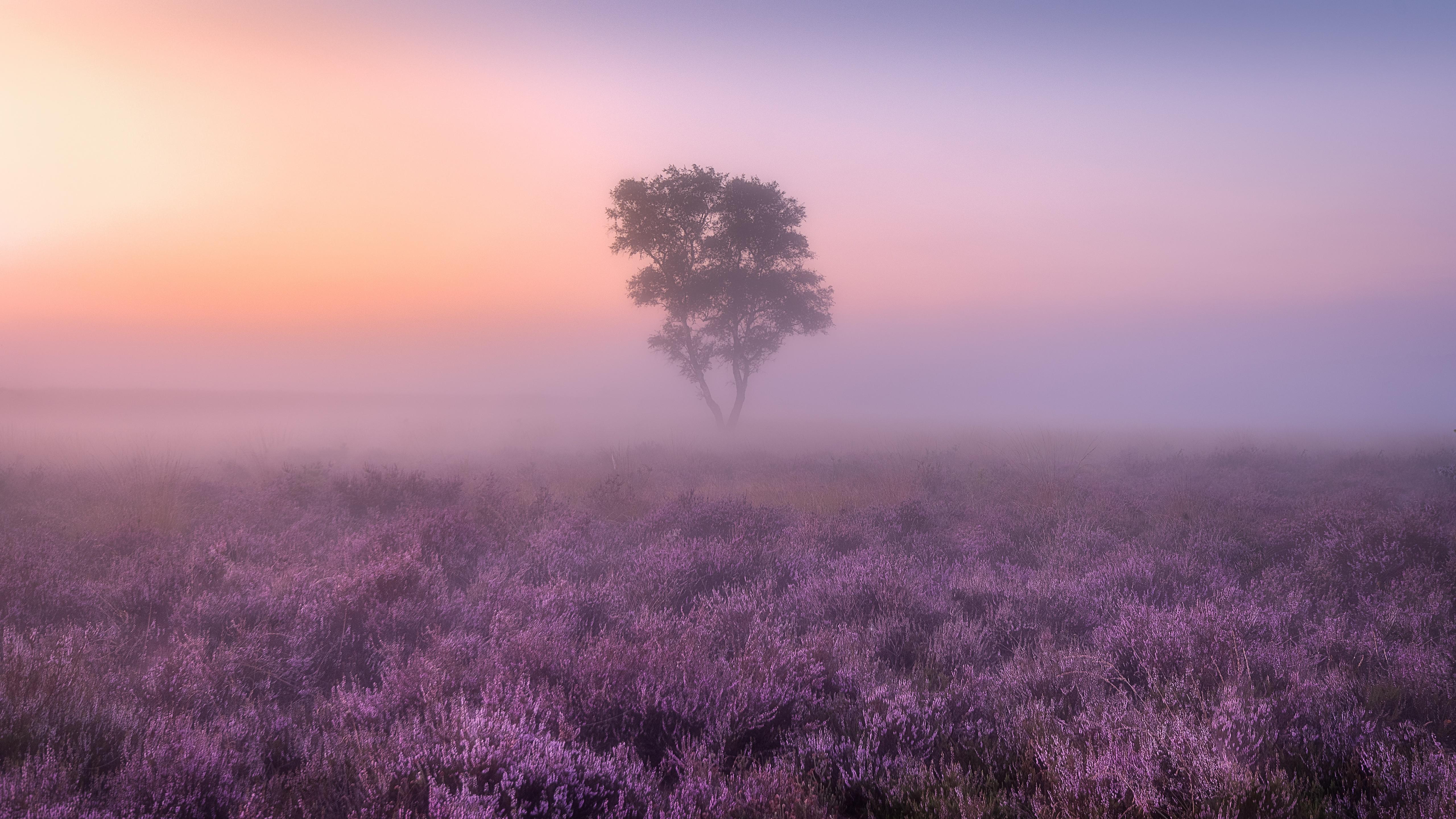 Foggy Field Wallpapers - Top Free Foggy Field Backgrounds - WallpaperAccess