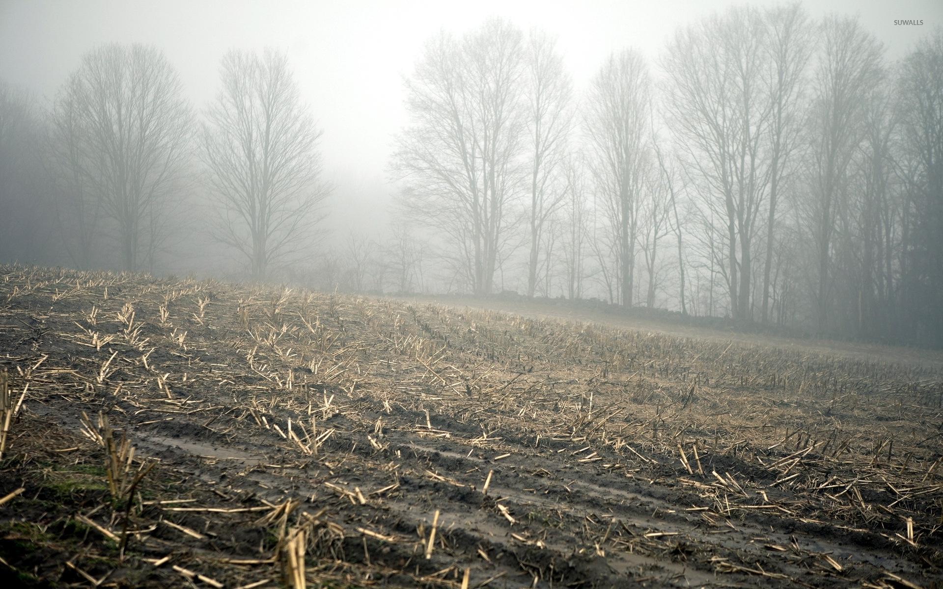 Foggy Field Wallpapers - Top Free Foggy Field Backgrounds - WallpaperAccess
