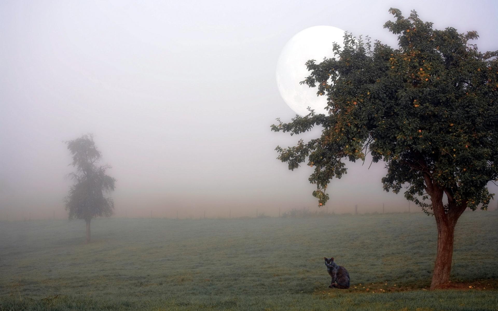 Foggy Field Wallpapers - Top Free Foggy Field Backgrounds - WallpaperAccess