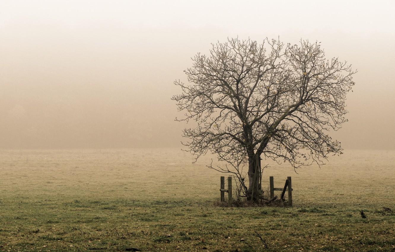 Foggy Field Wallpapers - Top Free Foggy Field Backgrounds - WallpaperAccess