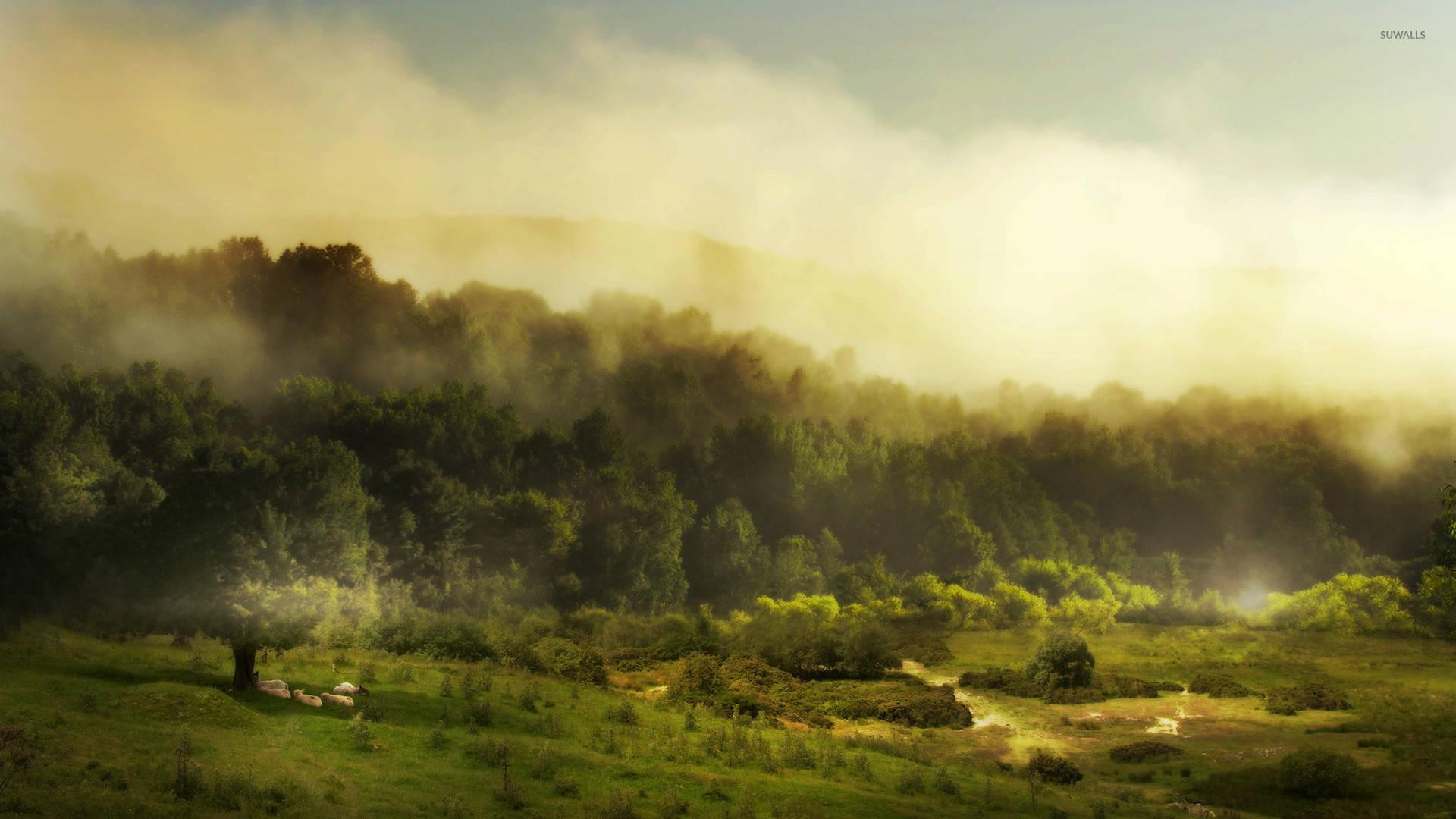 Foggy Field Wallpapers - Top Free Foggy Field Backgrounds - WallpaperAccess