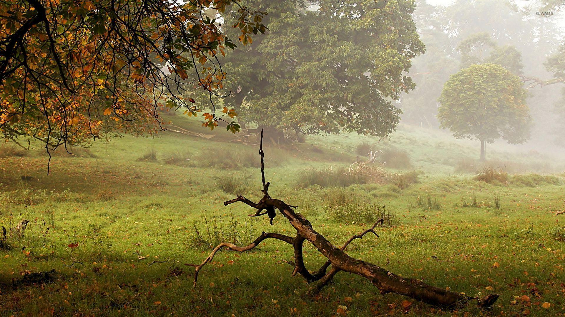 Foggy Field Wallpapers - Top Free Foggy Field Backgrounds - WallpaperAccess