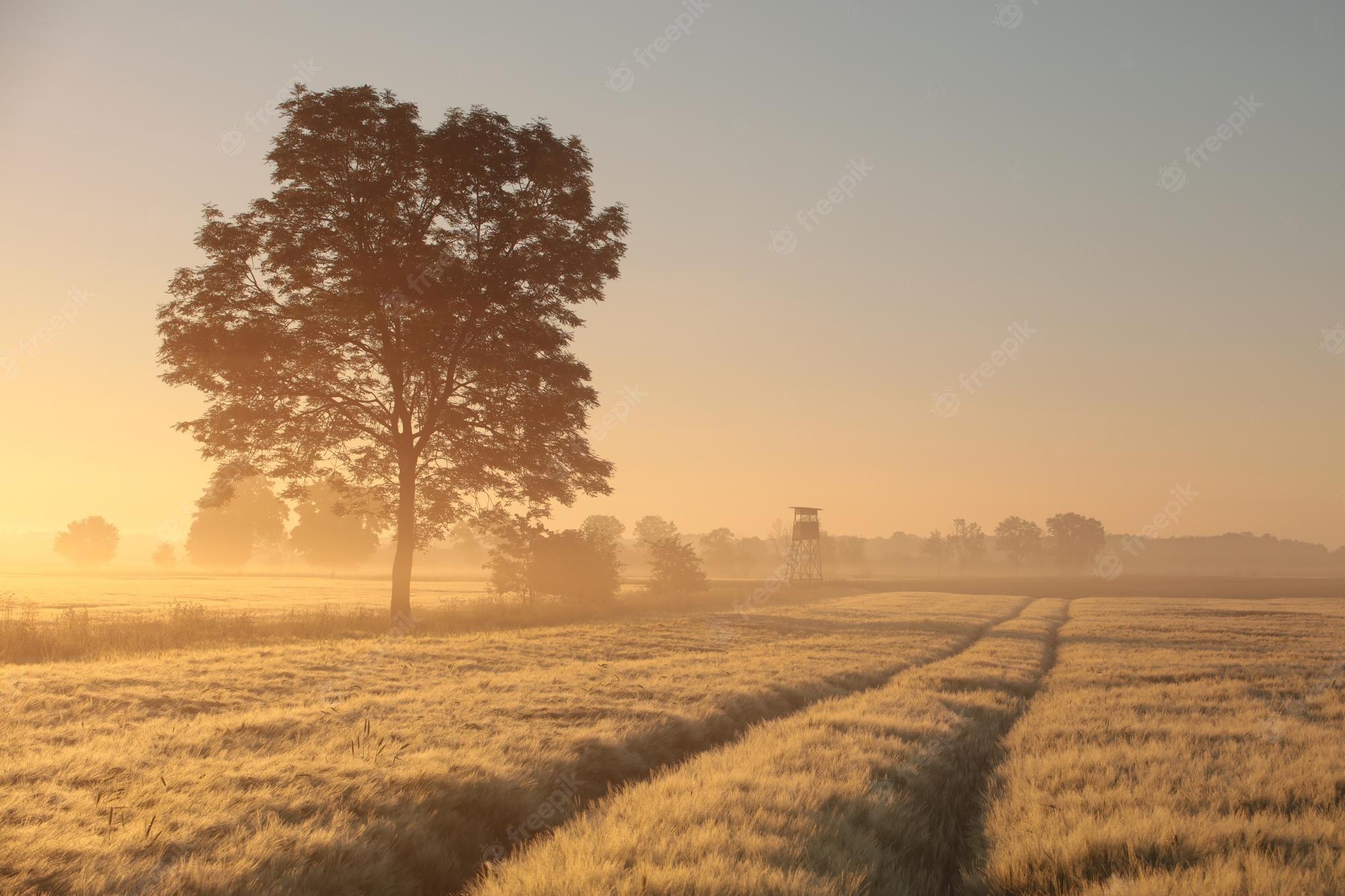 Foggy Field Wallpapers - Top Free Foggy Field Backgrounds - WallpaperAccess
