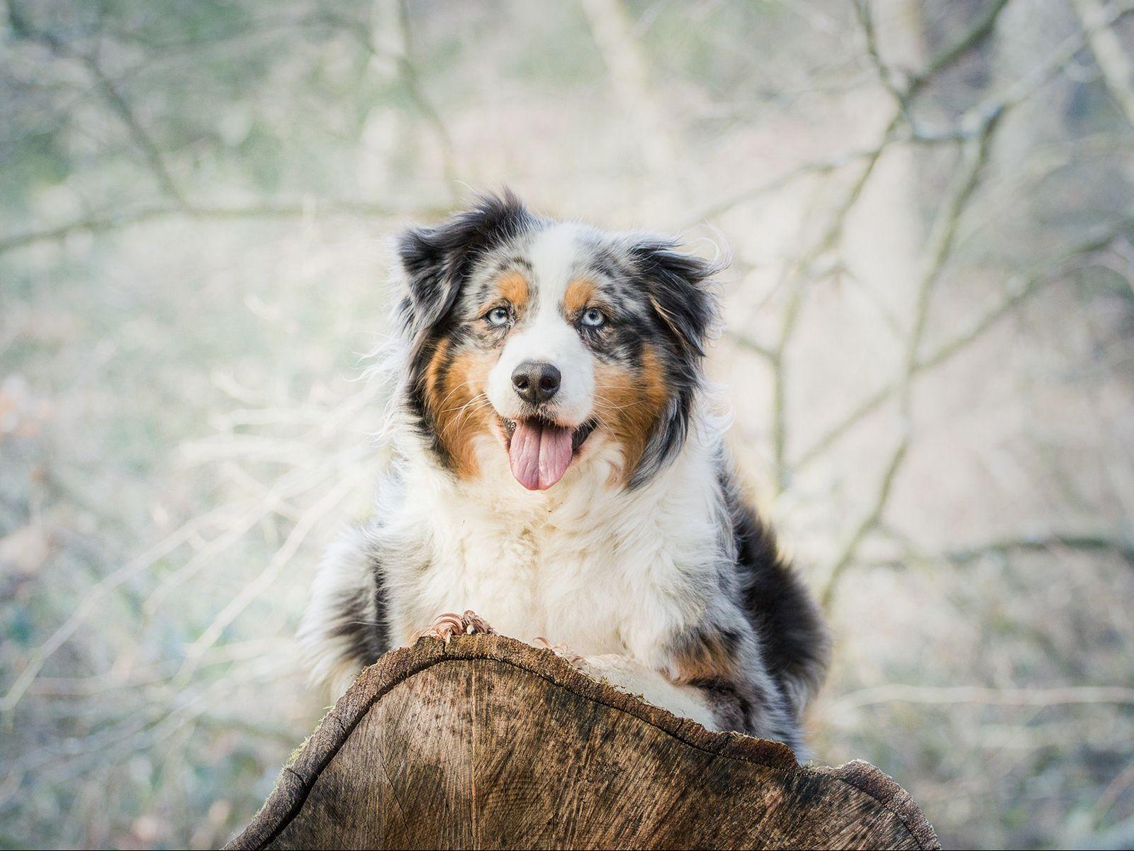 Aussie Christmas Wallpapers - Top Free Aussie Christmas Backgrounds ...